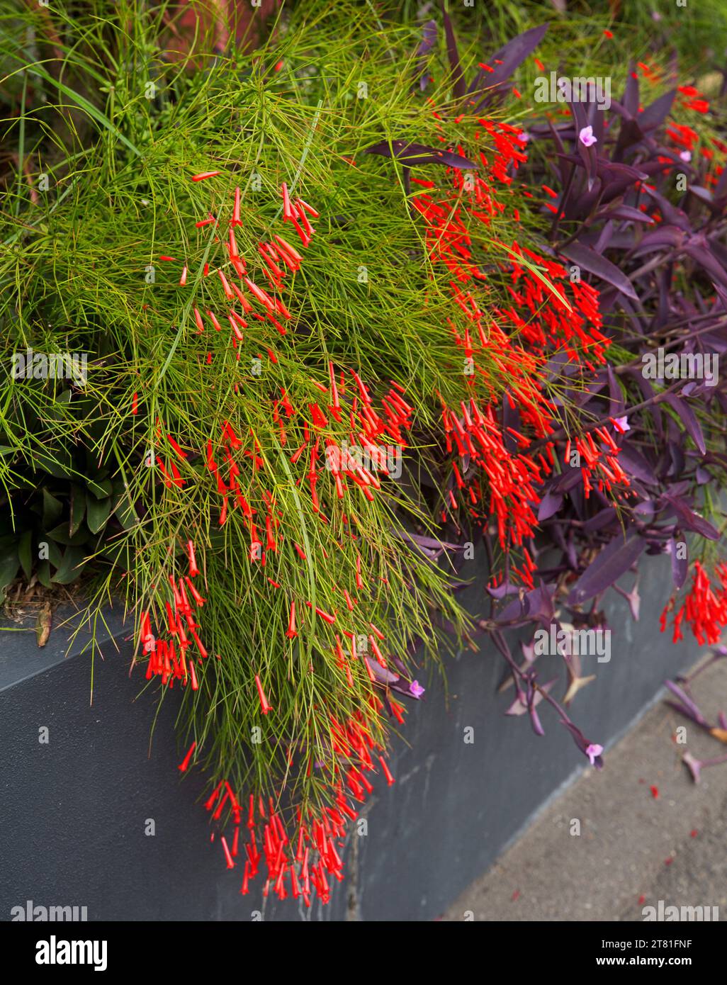 Russelia equisetiformis, Firecracker / Coral Plant, mass of vivid red ...