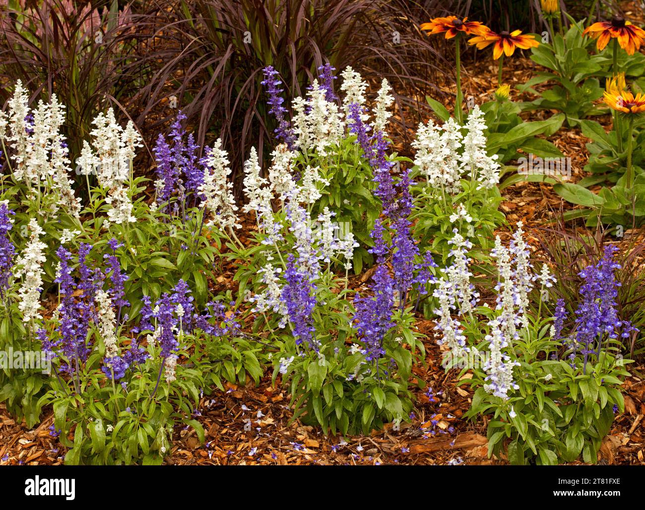 Garden plant flower salvias hi-res stock photography and images - Alamy