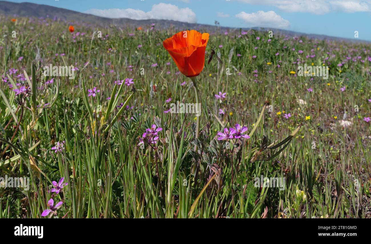 California poppy flower closeup hi-res stock photography and images - Alamy