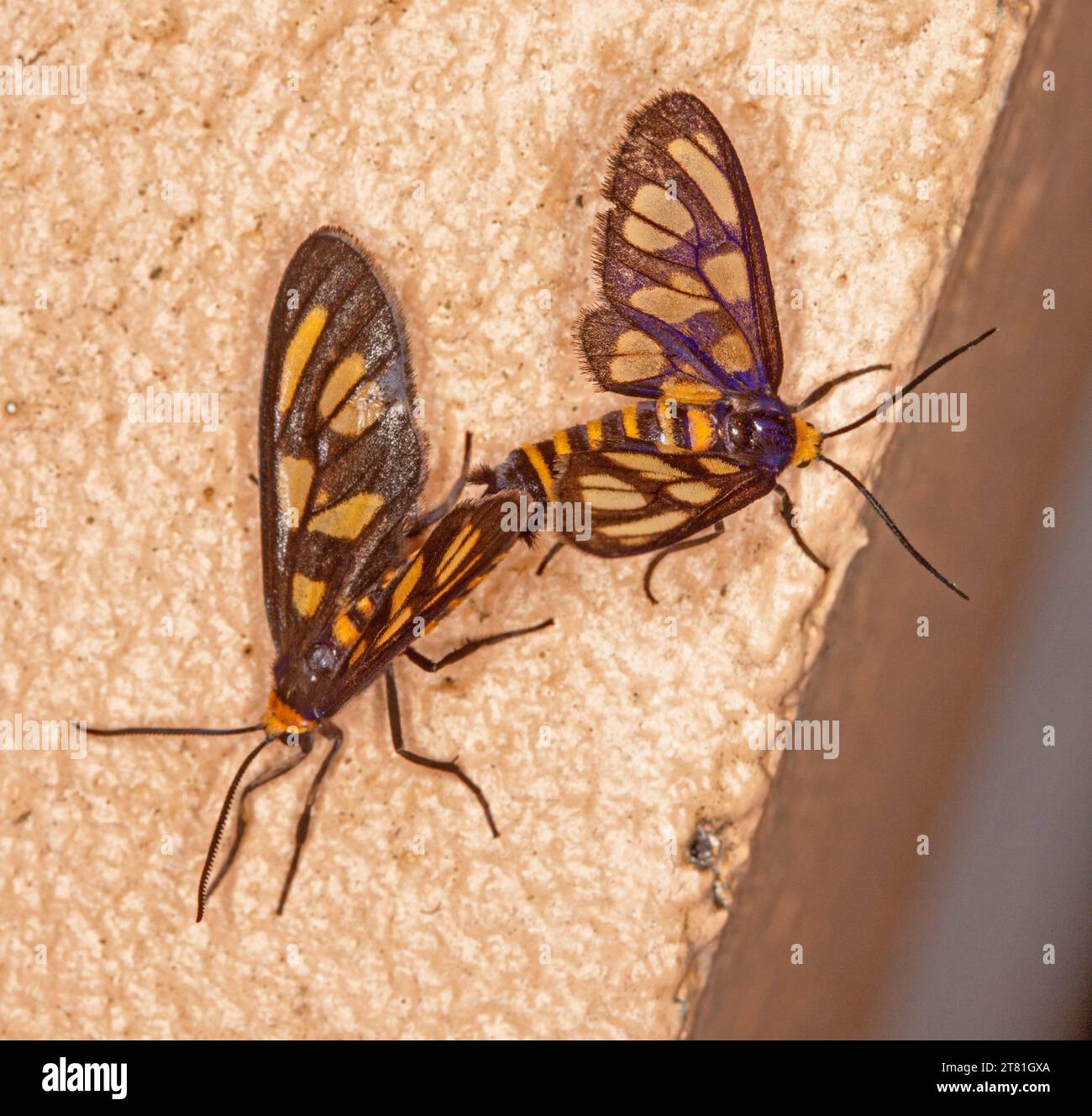 Orange and black Wasp Moths, Eressa angustipenna, mating on garden wall ...