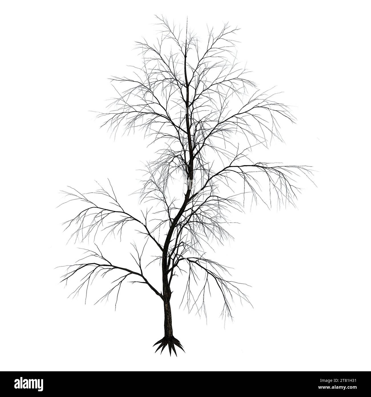 Oak Tree Silhouette Png