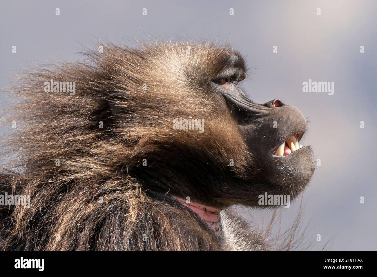 Close up of a male Gelada monkey (Theropithecus gelada) in Simien ...