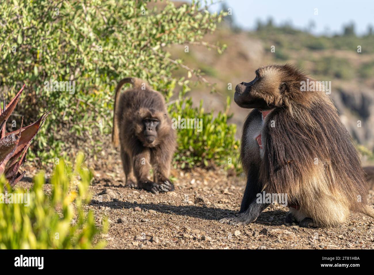 Close up of a male Gelada monkey (Theropithecus gelada) in Simien ...