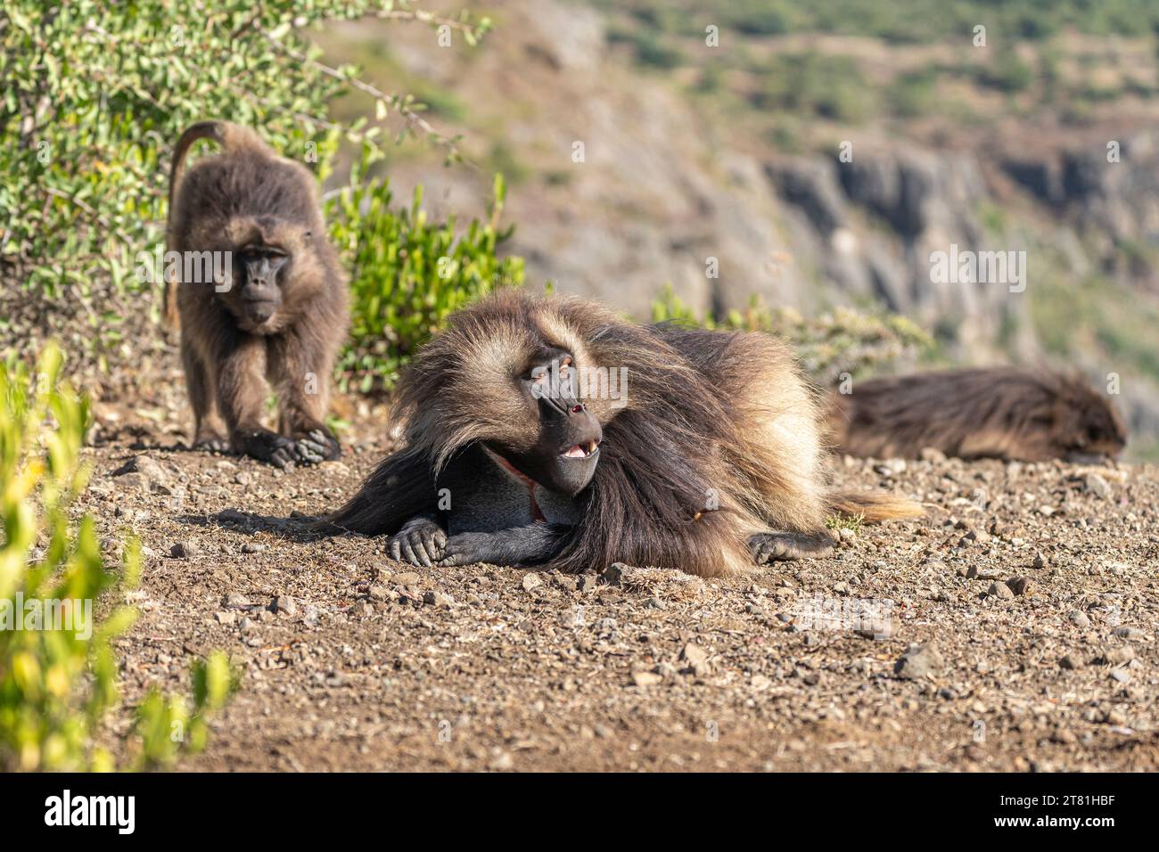 Group of Gelada monkeys (Theropithecus gelada) in Simien mountains ...