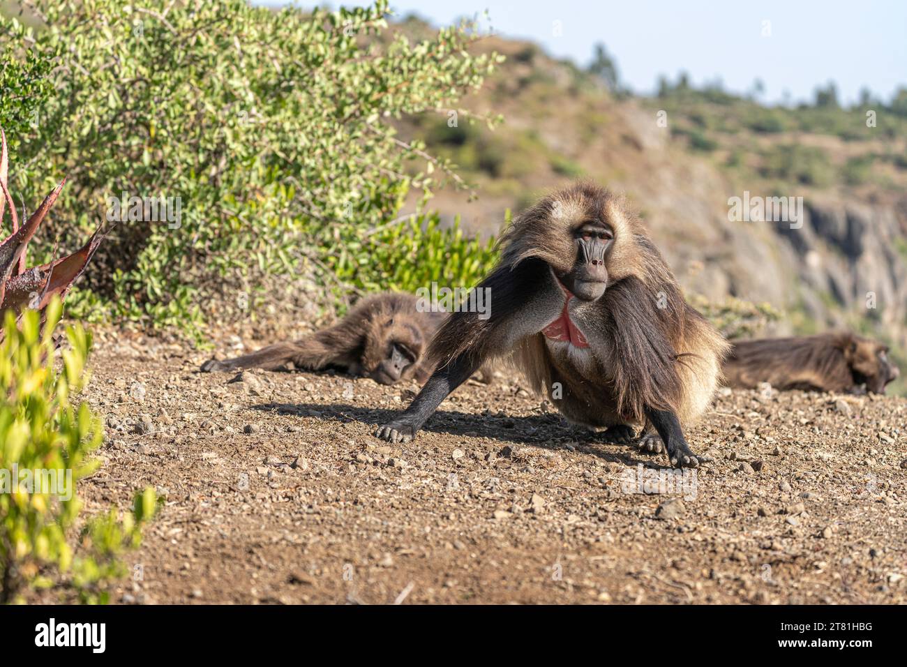 Gelada baboon in semien mountains hi-res stock photography and images ...