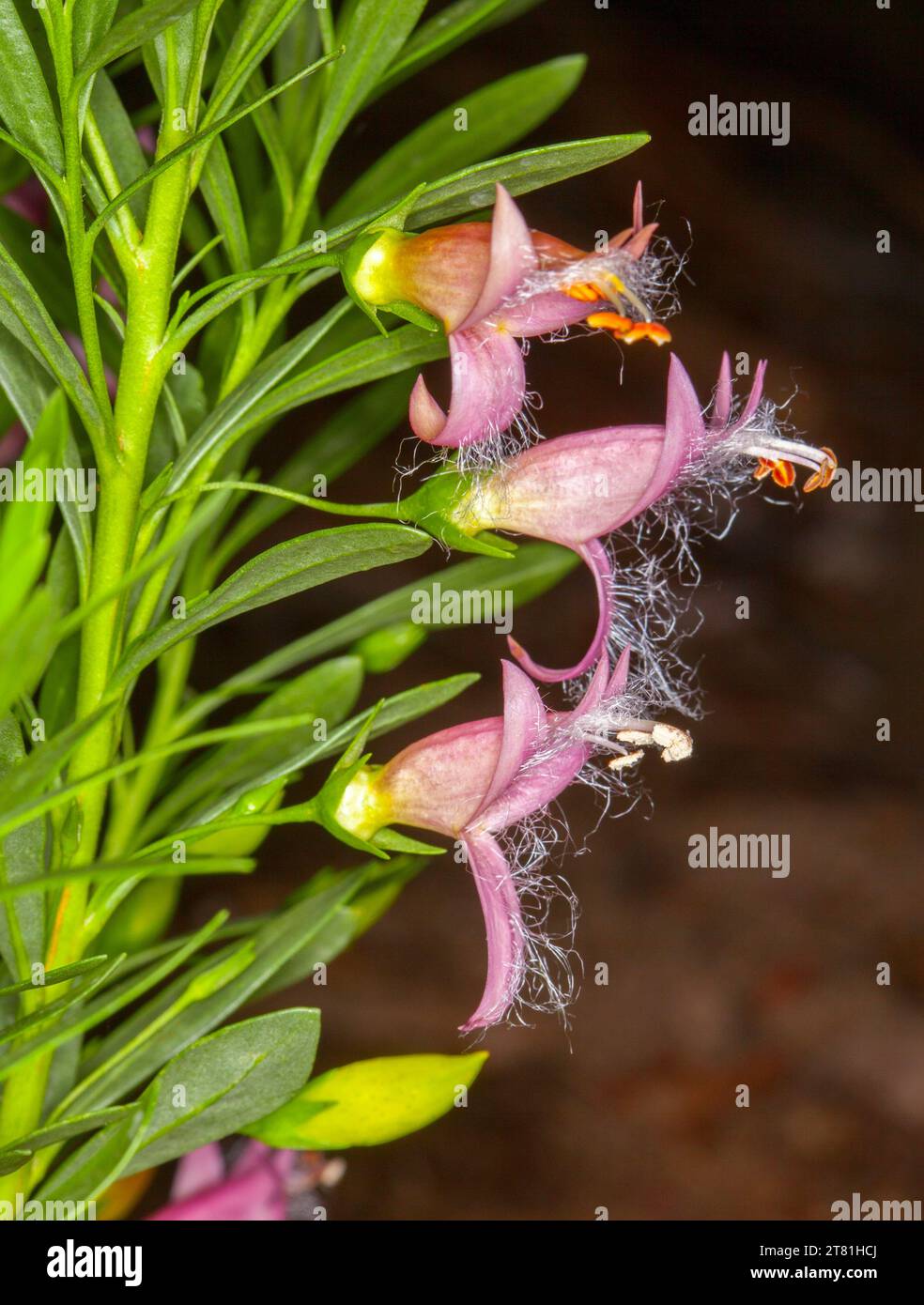 Pink flowers, yellow buds and vivid green leaves of Eremophila racemosa ...