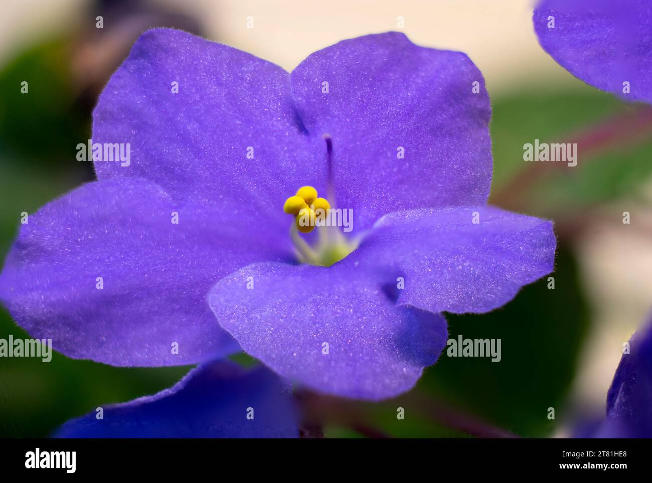 African violet houseplant hi-res stock photography and images - Alamy