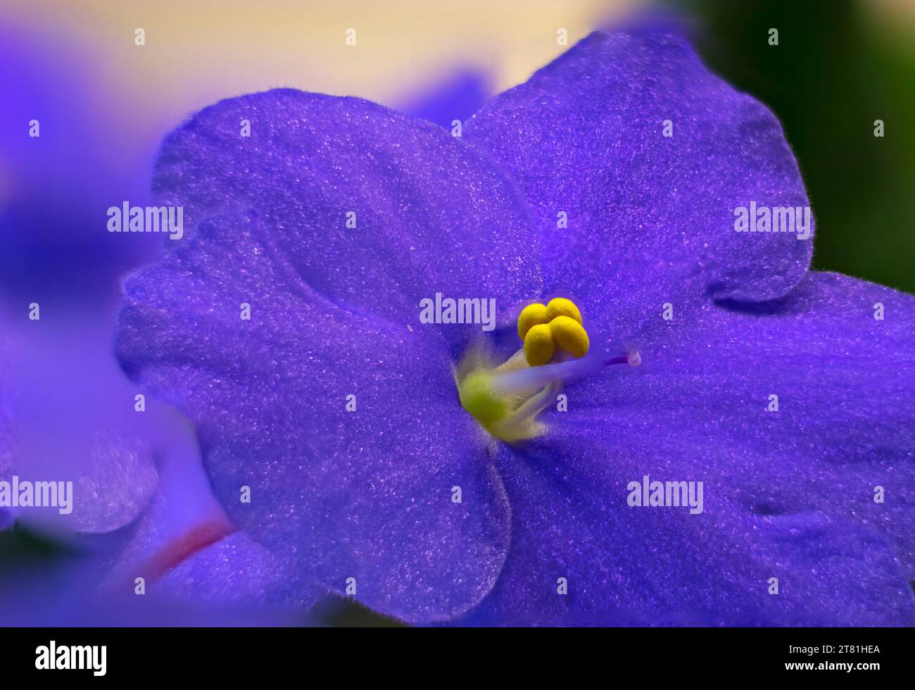 Focus stacked close-up of deep blue African Violet flowers showing ...