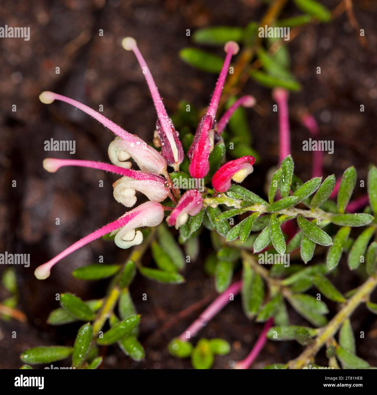 Pink and white flower and small green leaves of Grevillea 'Winter ...