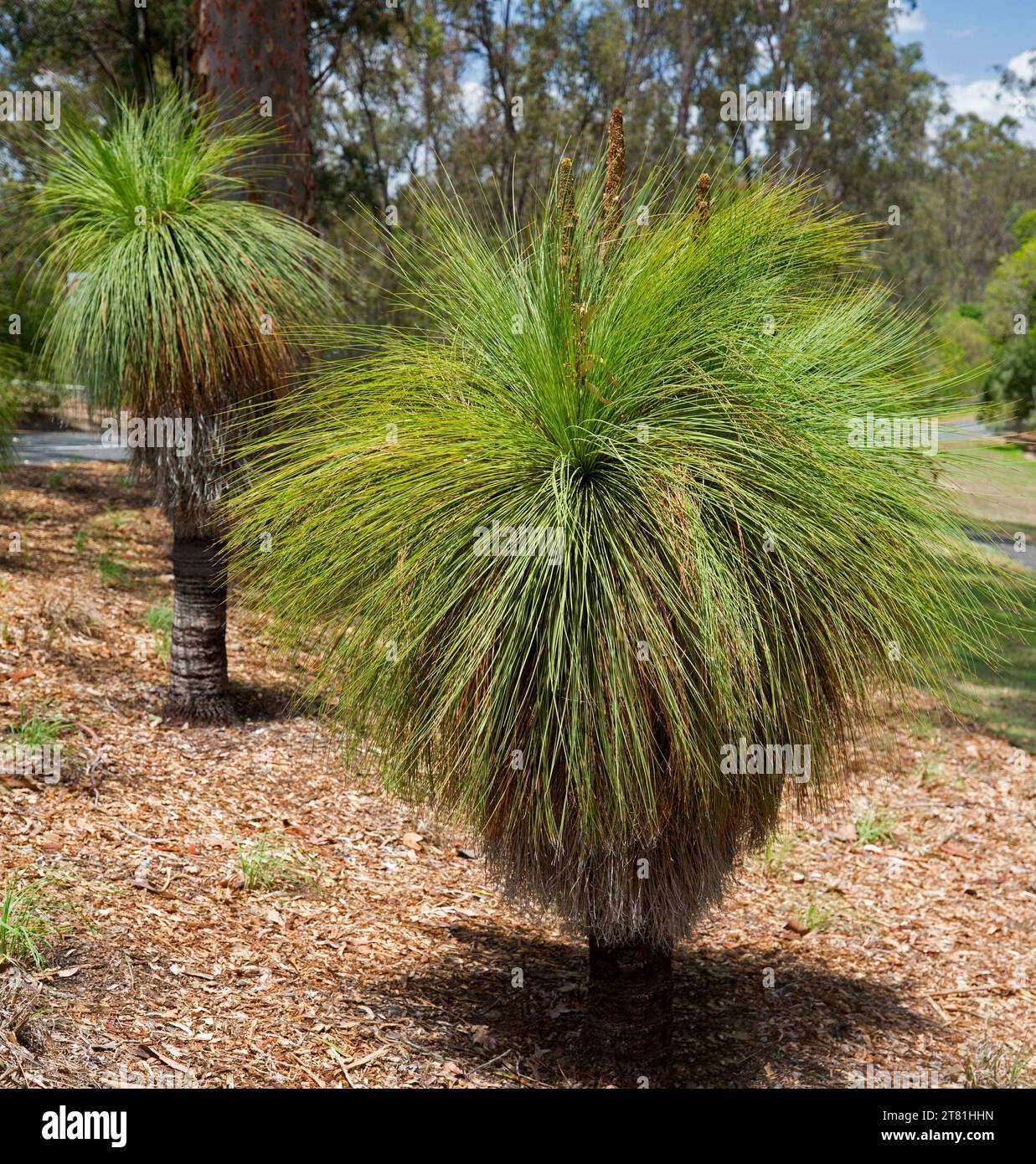 Grass Tree, Xanthorrhoea johnsonii, at Mount Coottha botanic gardens ...