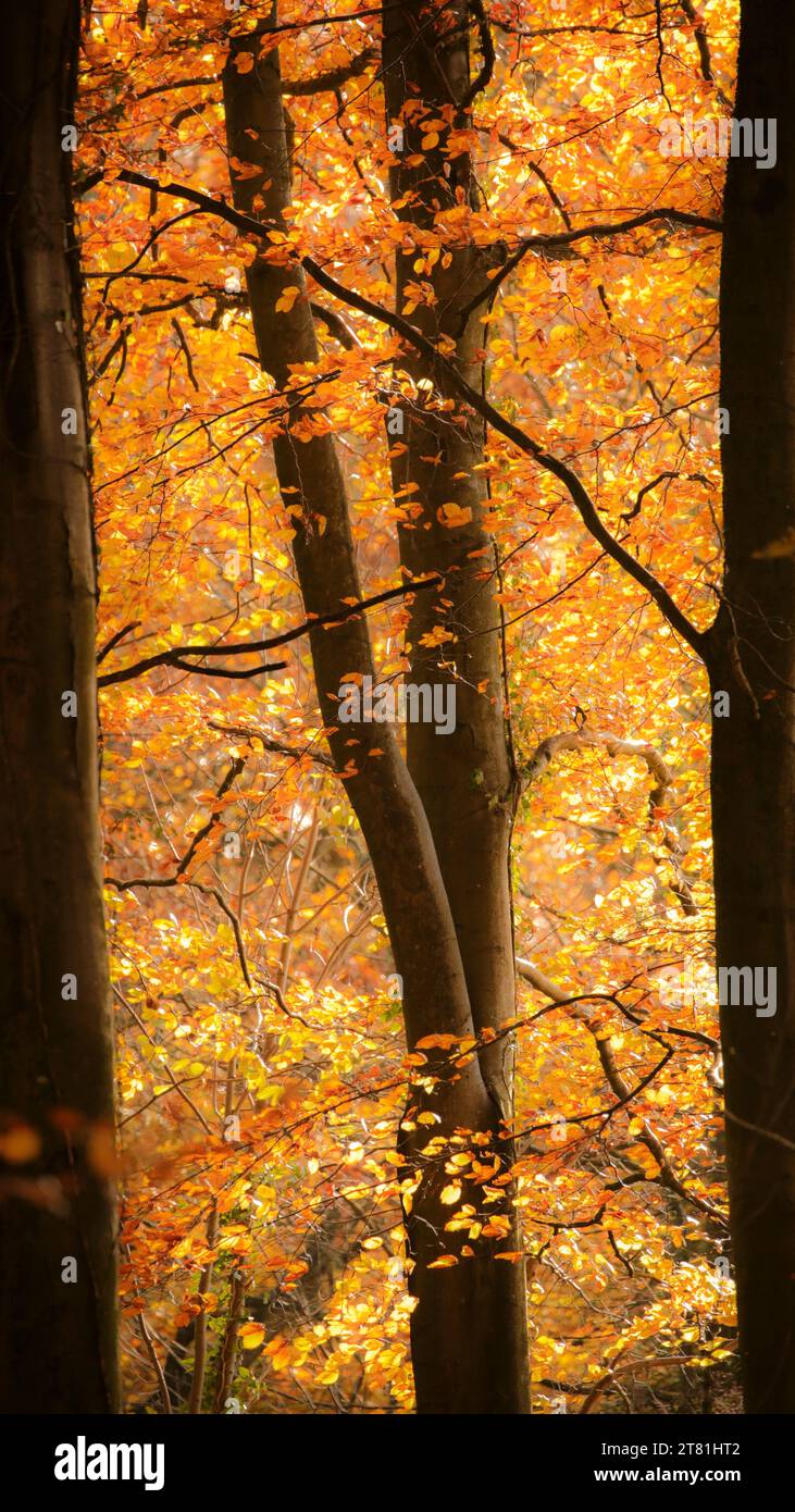 Beech tree profile with autumn leaf colour Stock Photo - Alamy