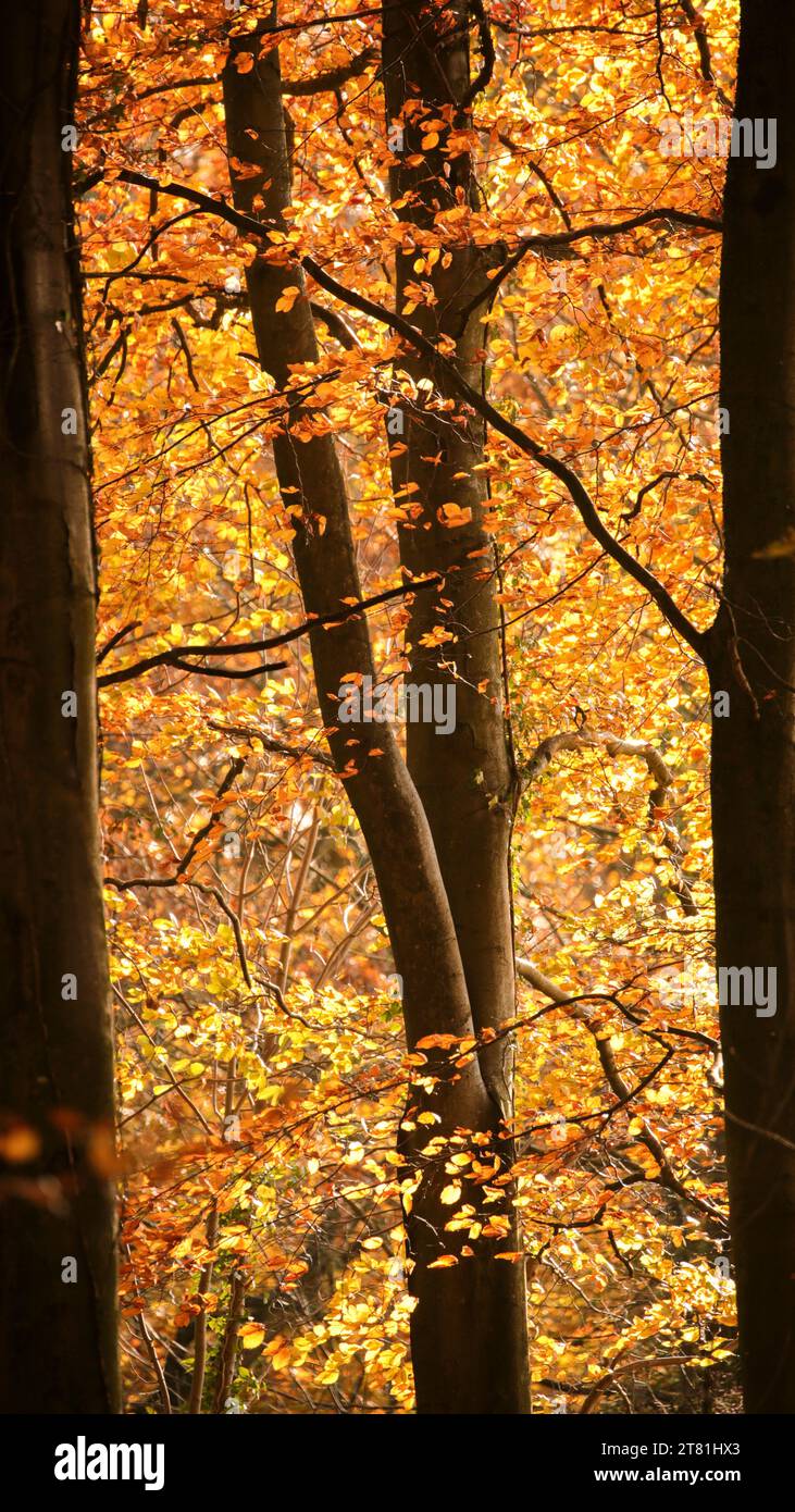 Beech tree profile with autumn leaf colour Stock Photo - Alamy