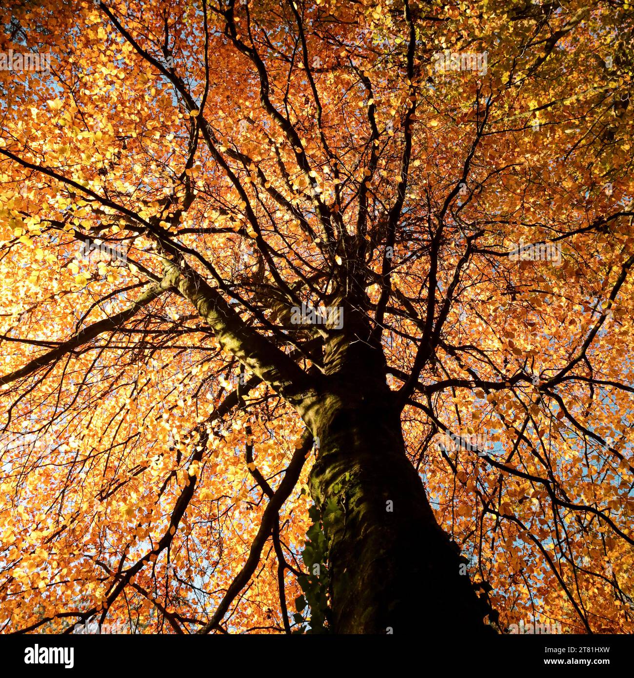 Beech tree profile with autumn leaf colour Stock Photo - Alamy
