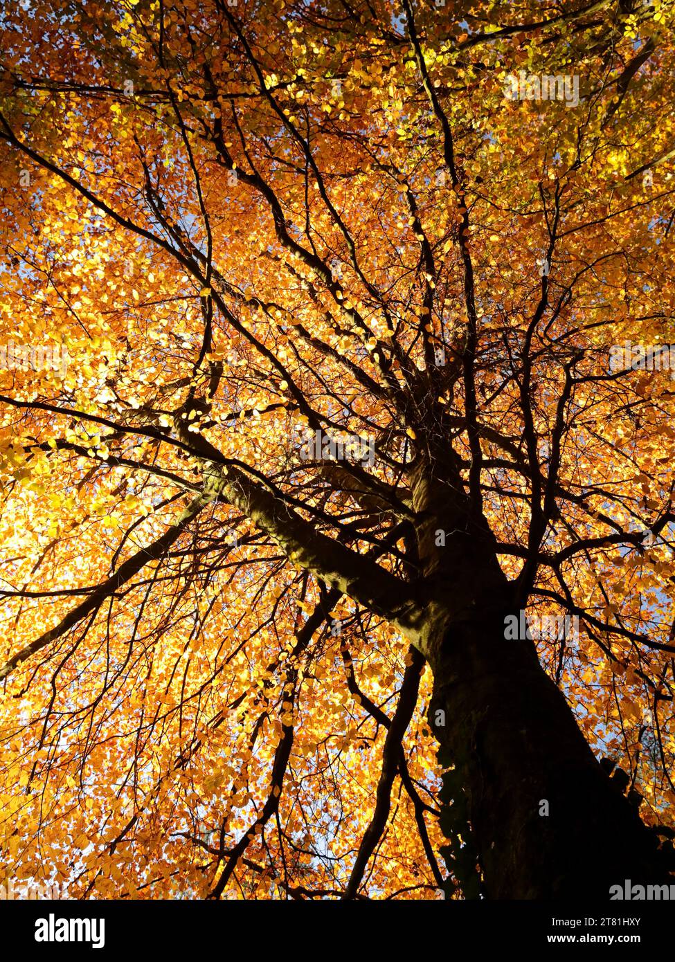 Beech tree profile with autumn leaf colour Stock Photo - Alamy