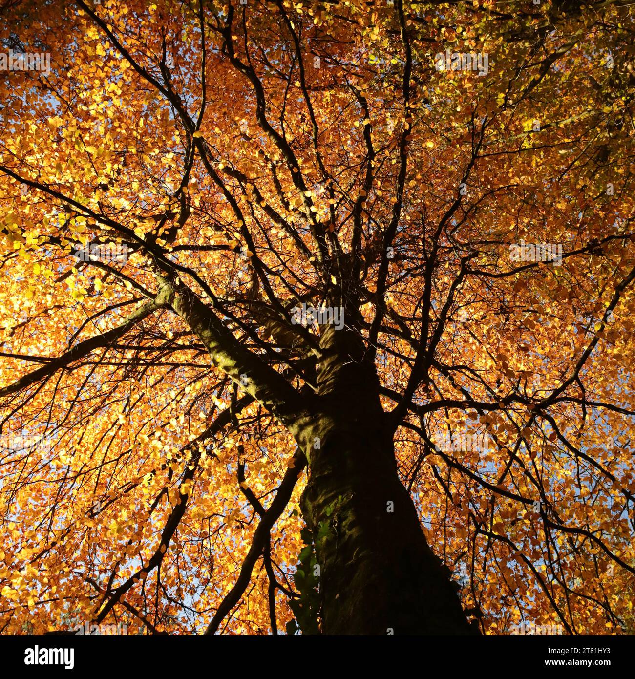Beech tree profile with autumn leaf colour Stock Photo - Alamy