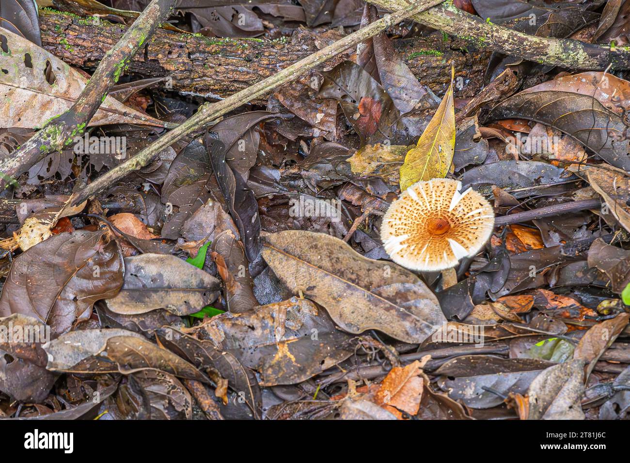 Costa Rica, Parque Nacional Carara - July 22, 2023: closeup, brown-to ...
