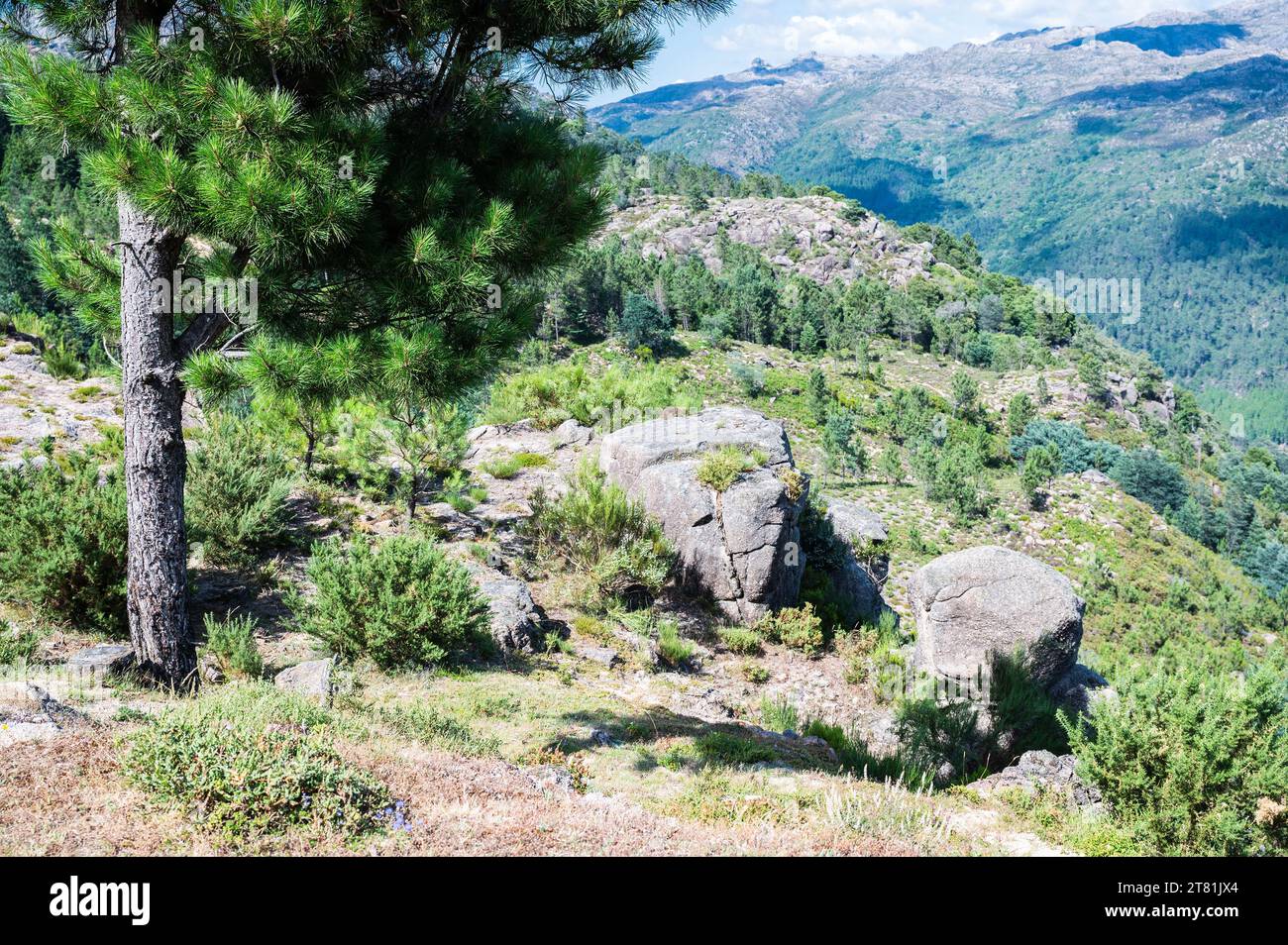 Trilho da silha dos ursos hi-res stock photography and images - Alamy