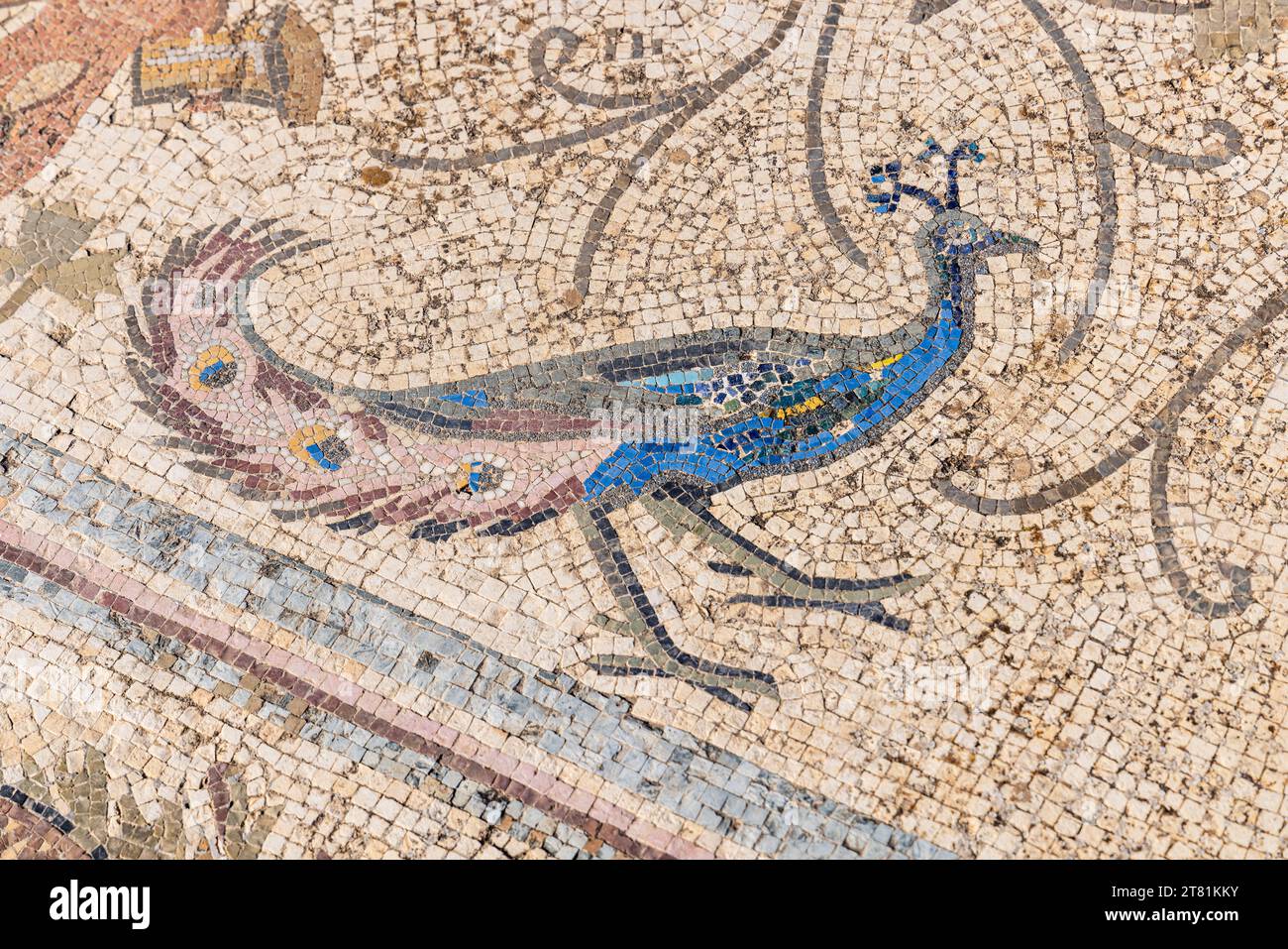 Uthina, Ben Arous, Tunisia. Roman mosaic floor with a blue peacock at ...