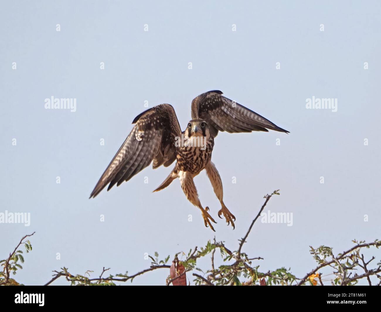 immature Lanner falcon (Falco biarmicus) with powerful wings spread ...