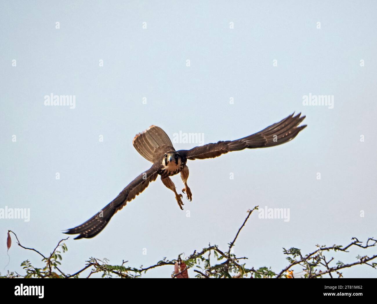 Powerful wings hi-res stock photography and images - Alamy