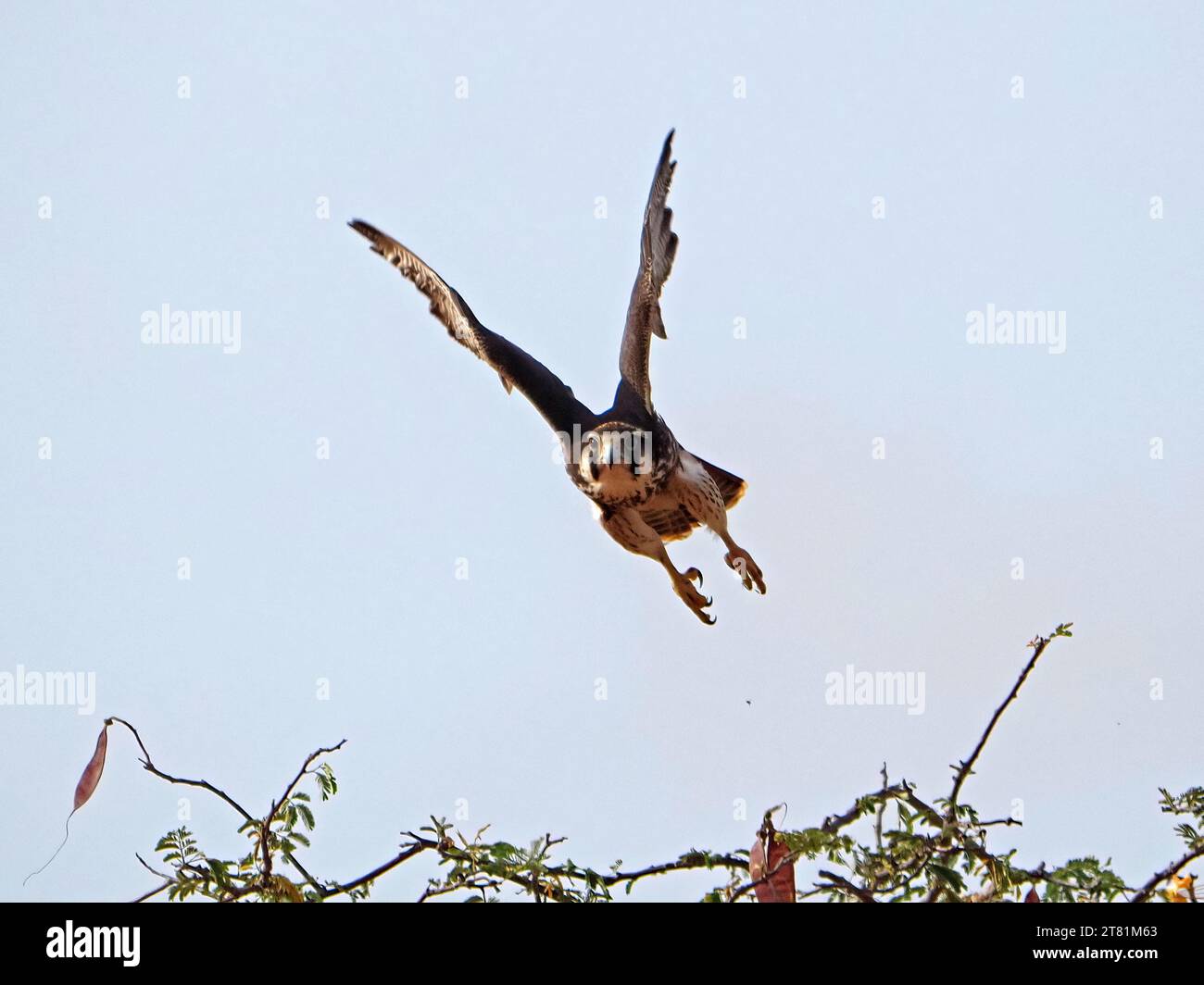 immature Lanner falcon (Falco biarmicus) with powerful wings spread ...