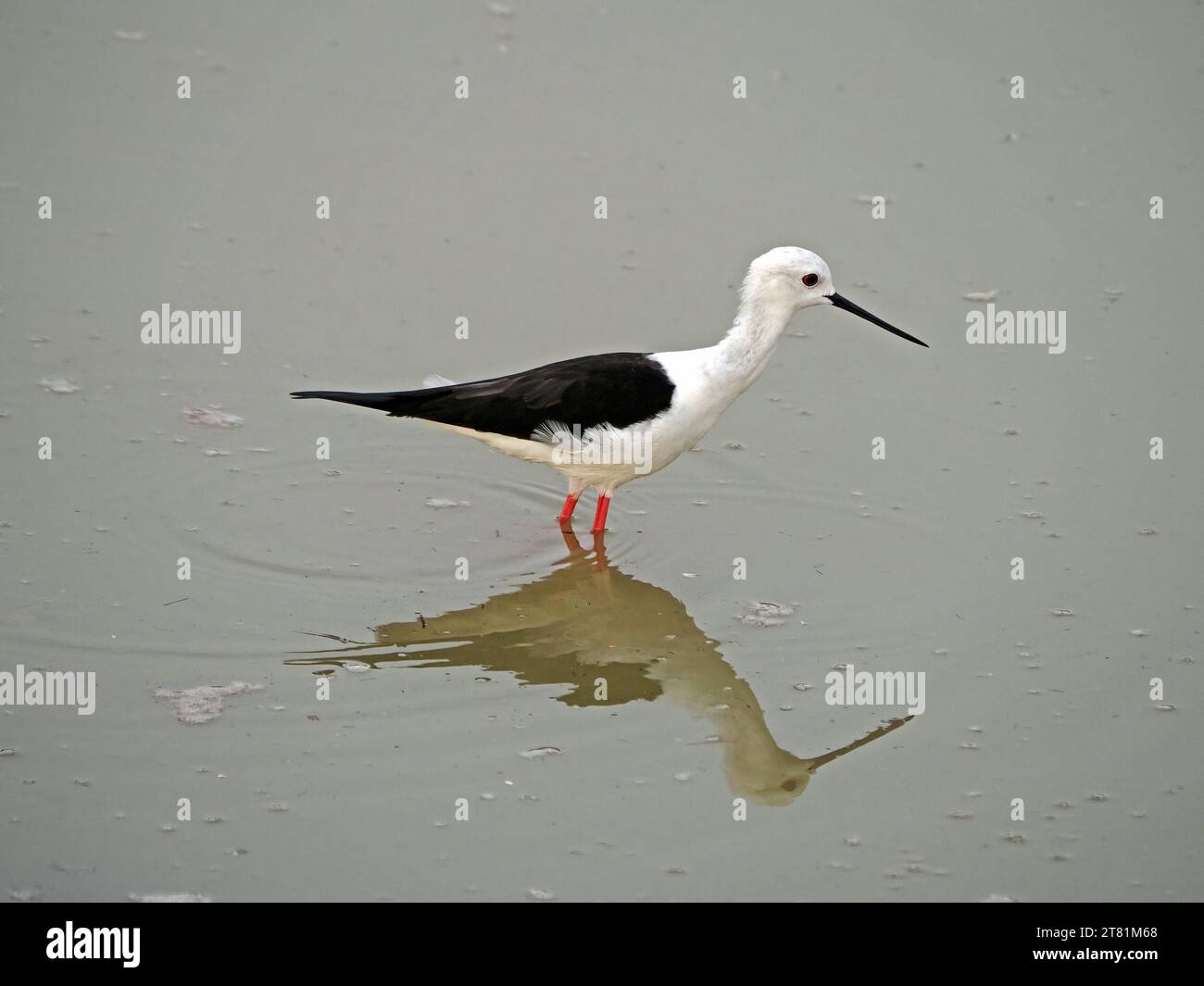 tall,elegant, long legged slender Black-winged Stilt (Himantopus ...