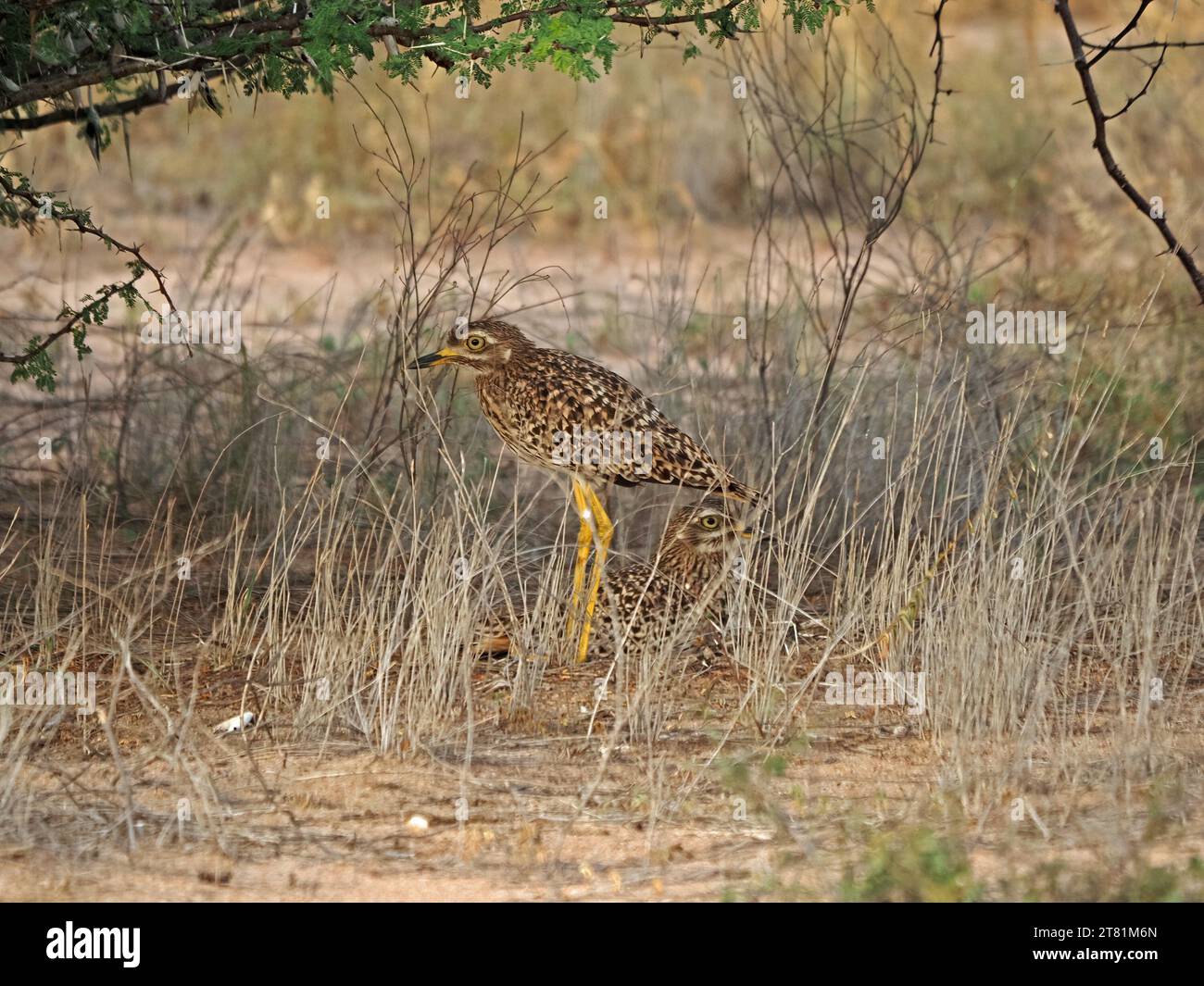 pair of spotted thick-knee (Burhinus capensis) Spotted Dikkop one ...