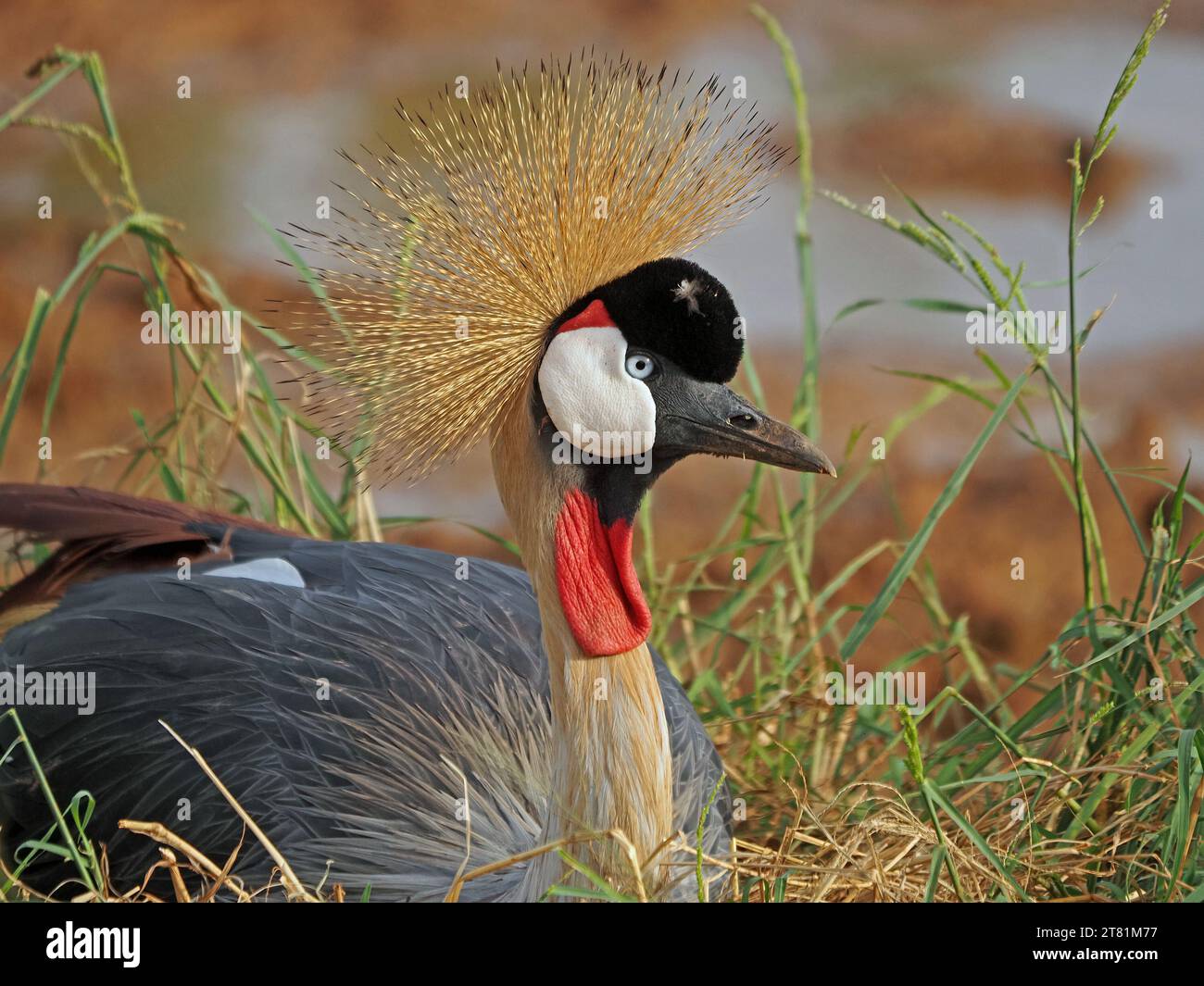 detail Grey Crowned Crane (Balearica regulorum) sitting on nest with ...