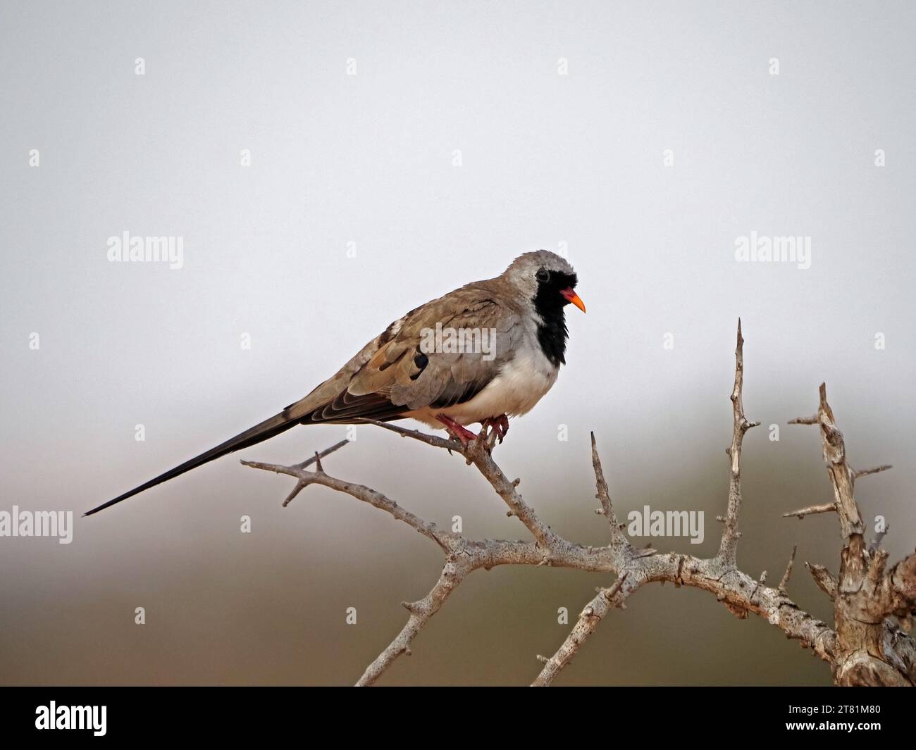 male Namaqua dove, (Oena capensis) a small sparrow-sized pigeon with ...