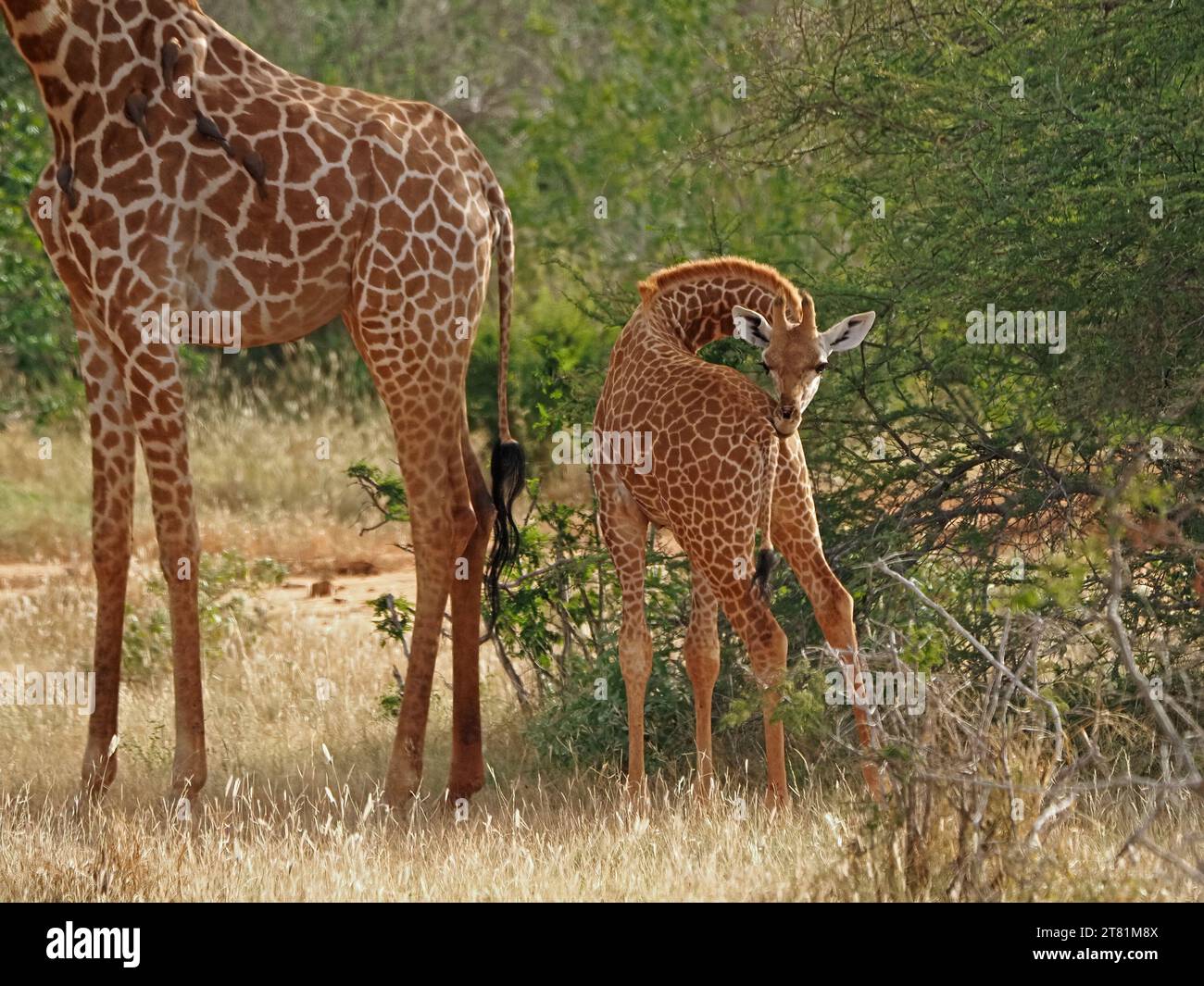 baby reaching back to nibble tail behind mother Reticulated Giraffe ...