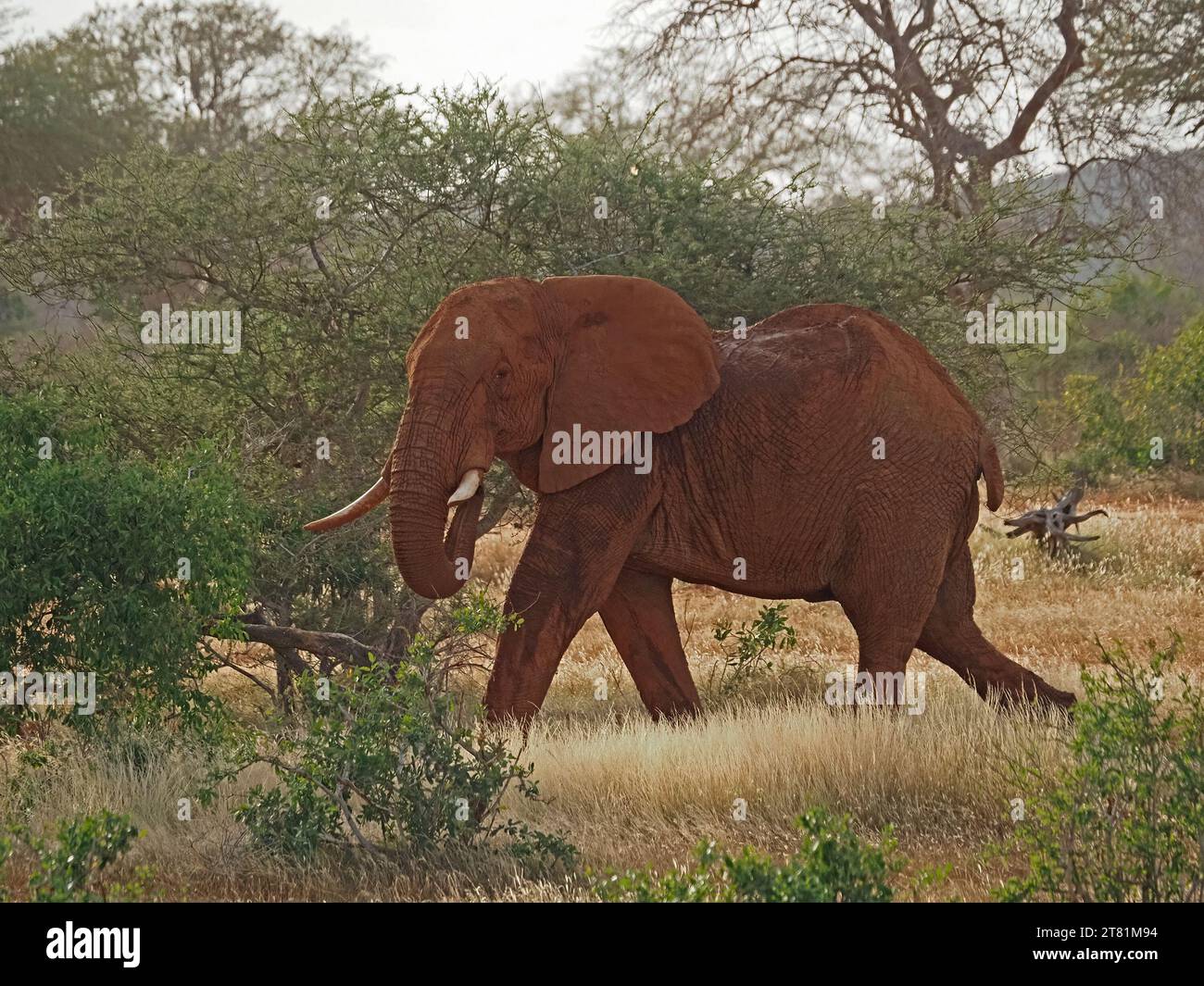 old African Elephant (Loxodonta africana) coated in red dust in remote ...