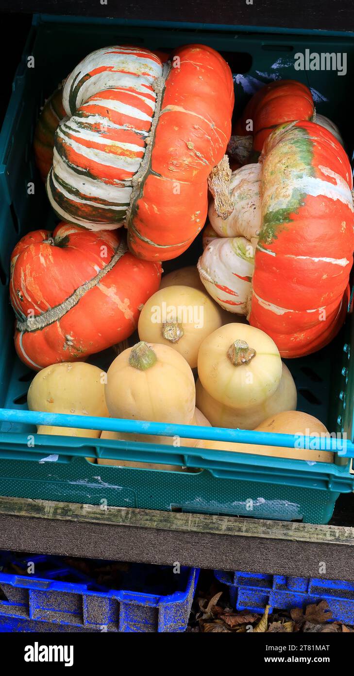 Plastic pumpkin pumpkins hi-res stock photography and images - Alamy