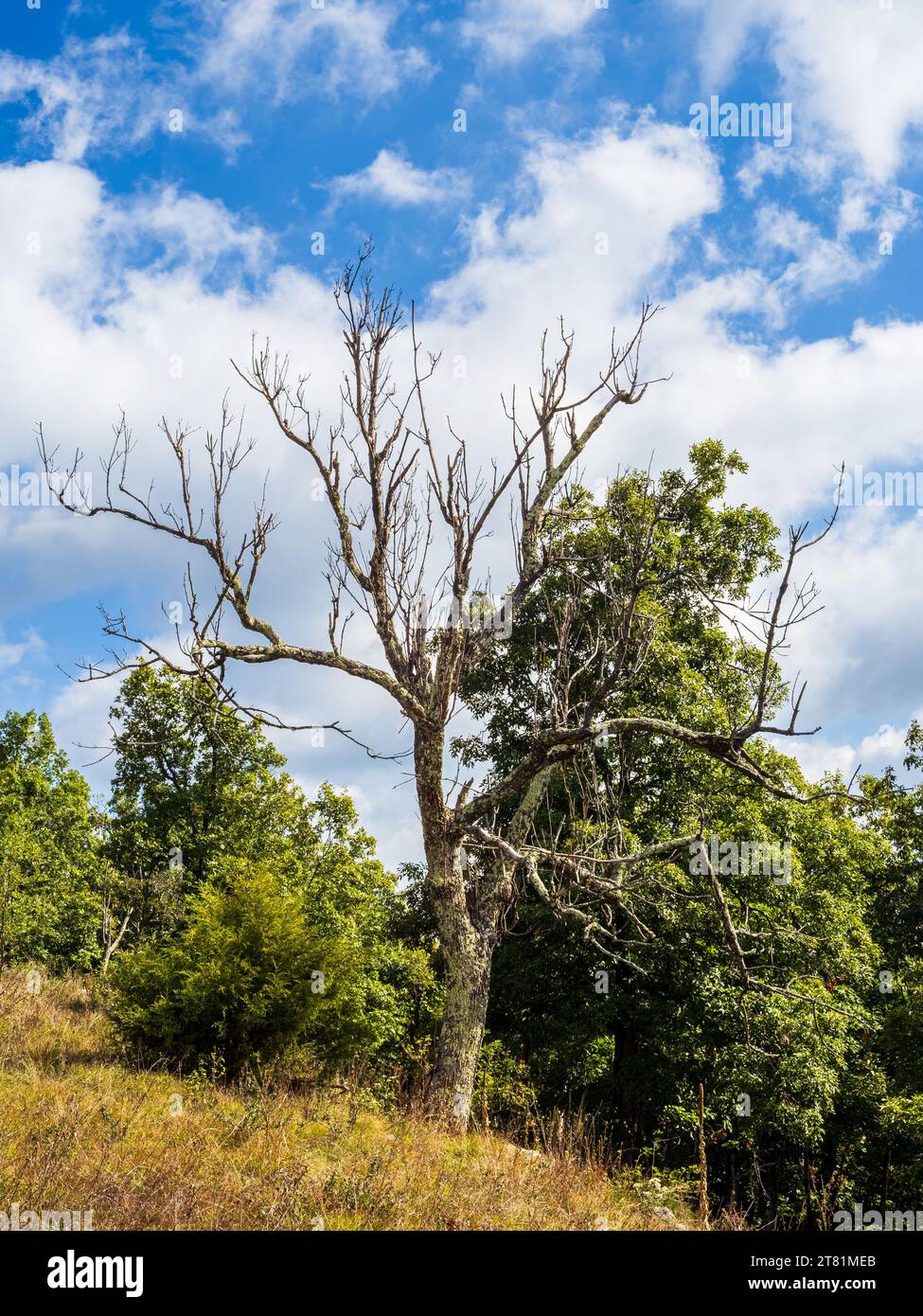 In the midst of the vibrant greenery and the expansive sky along the ...