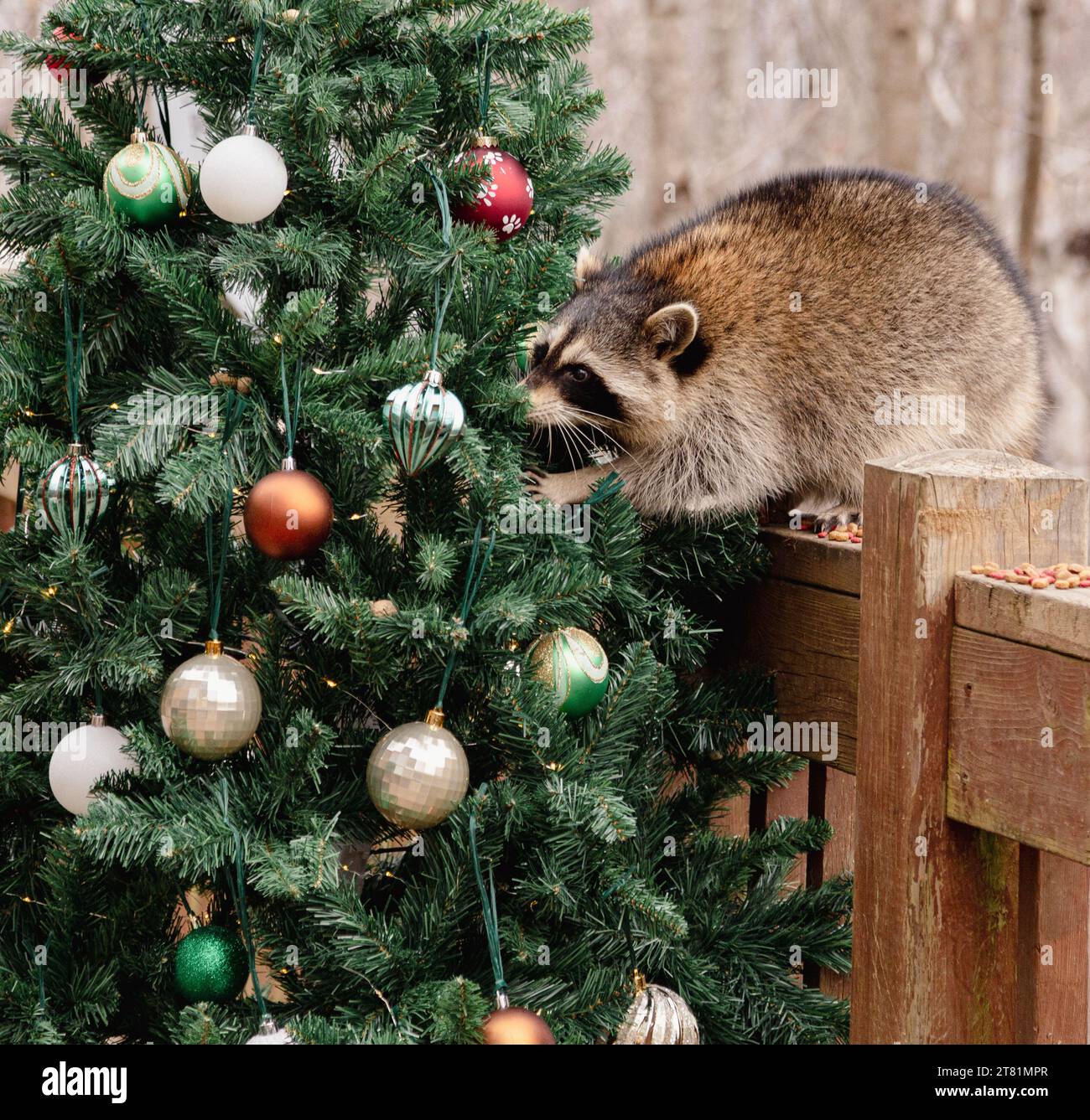 Raccoon ornaments hi-res stock photography and images - Alamy