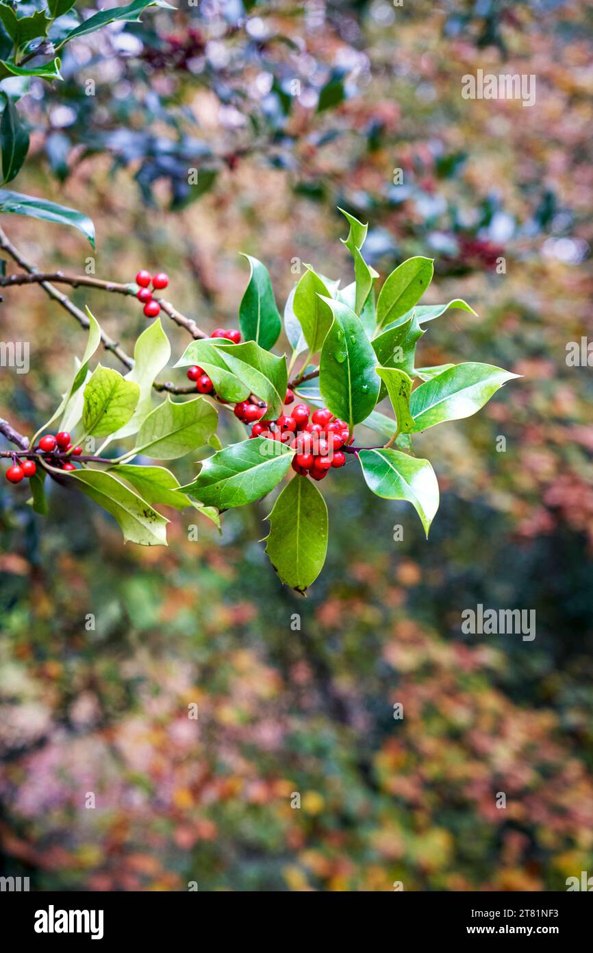 Branch leaves red berries hi-res stock photography and images - Alamy