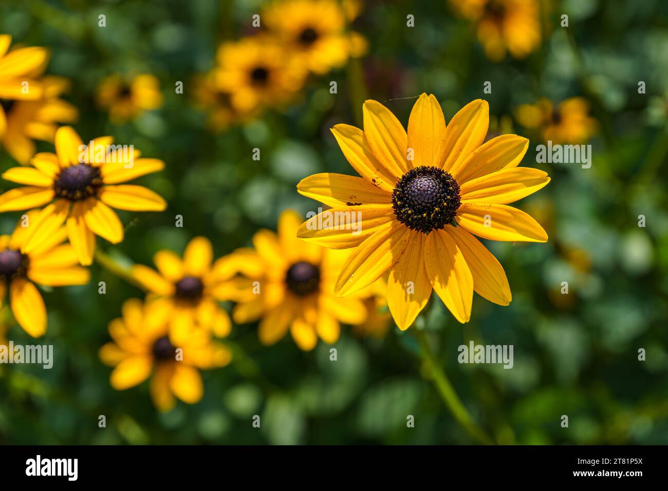 Susan bay hi-res stock photography and images - Alamy