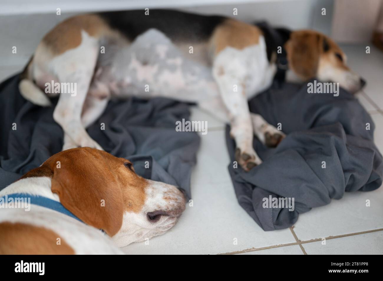 Two sleeping beagle dogs tired after playing Stock Photo - Alamy