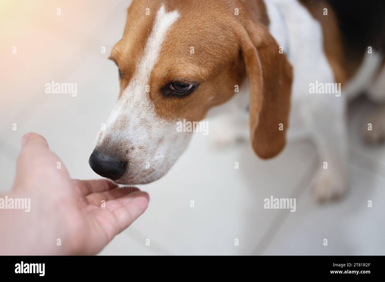 Sad human with dog hi-res stock photography and images - Alamy