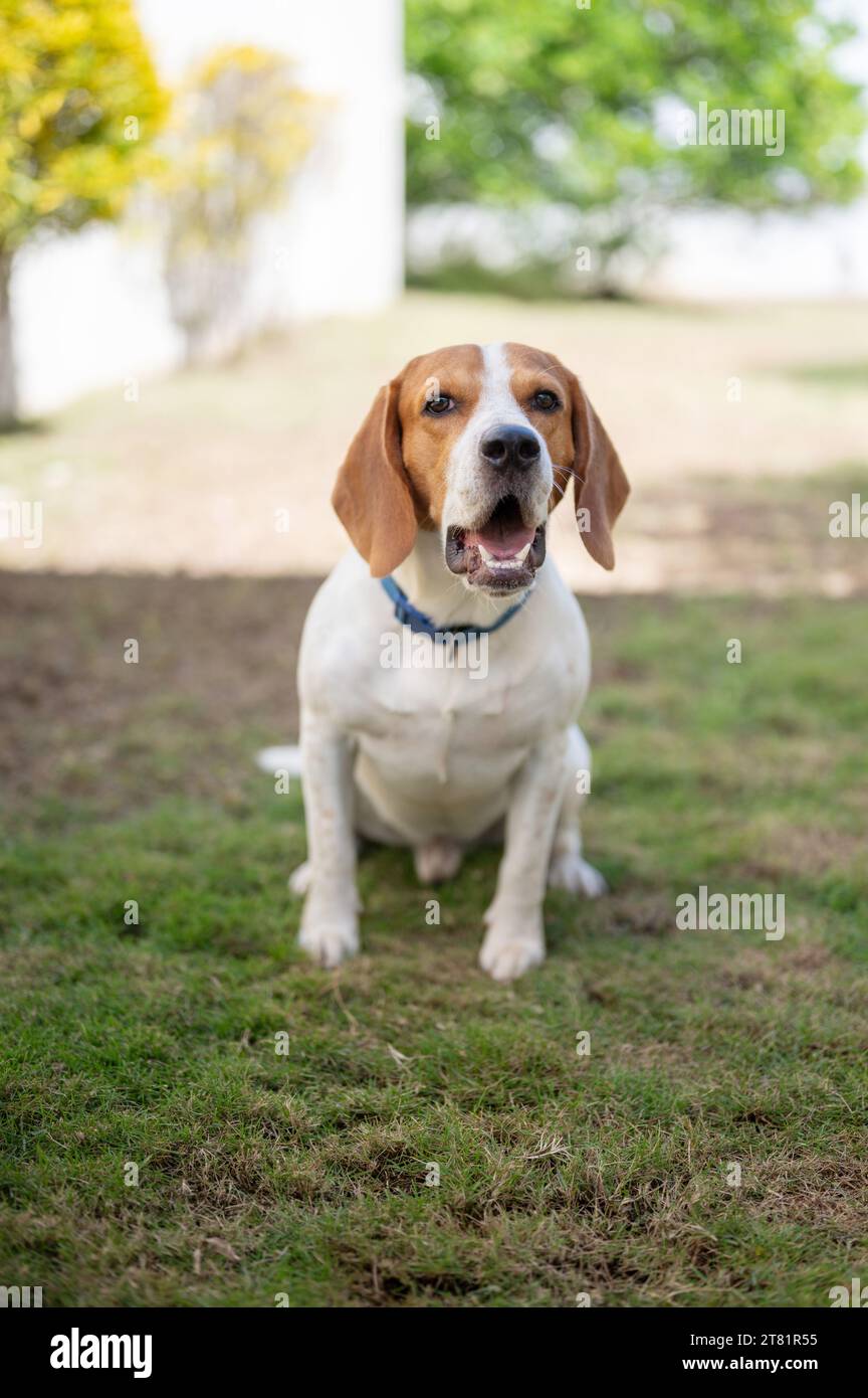 Portrait of beagle dog sit on green grass patio background Stock Photo ...