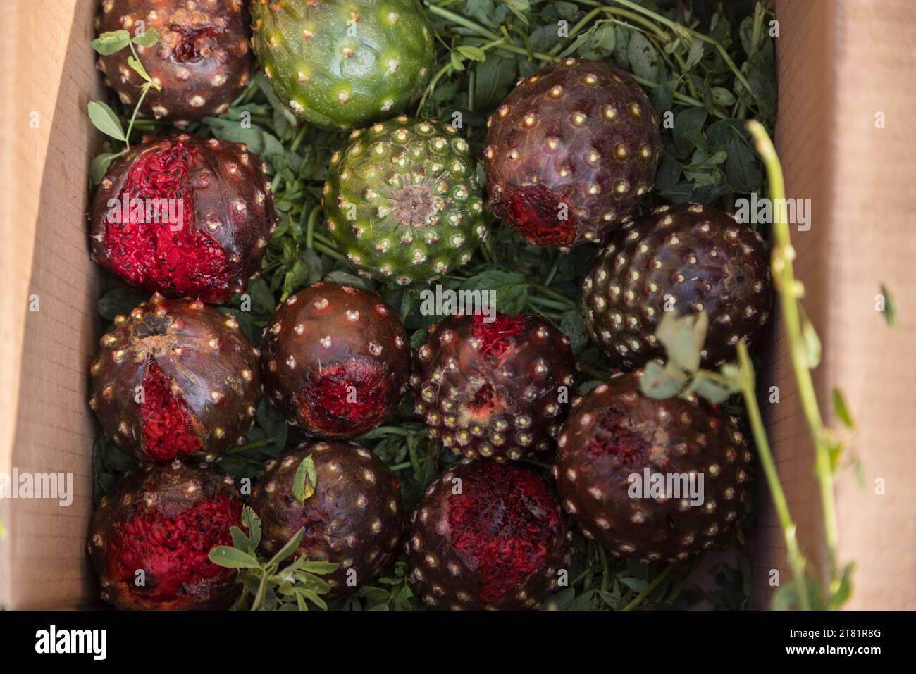 Mexican culture photos hi-res stock photography and images - Alamy