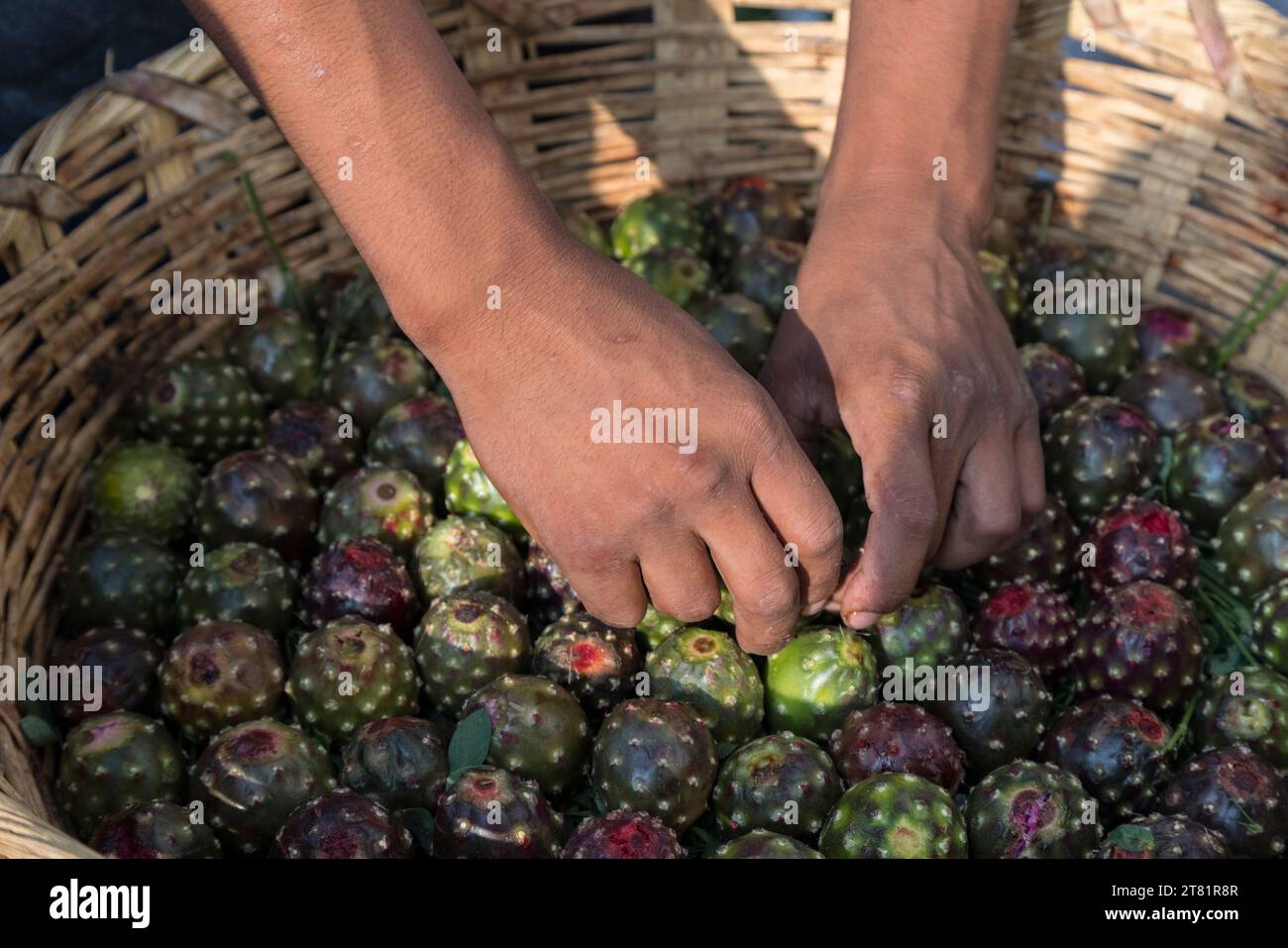 Pitaya a Mexican fruit Stock Photo - Alamy
