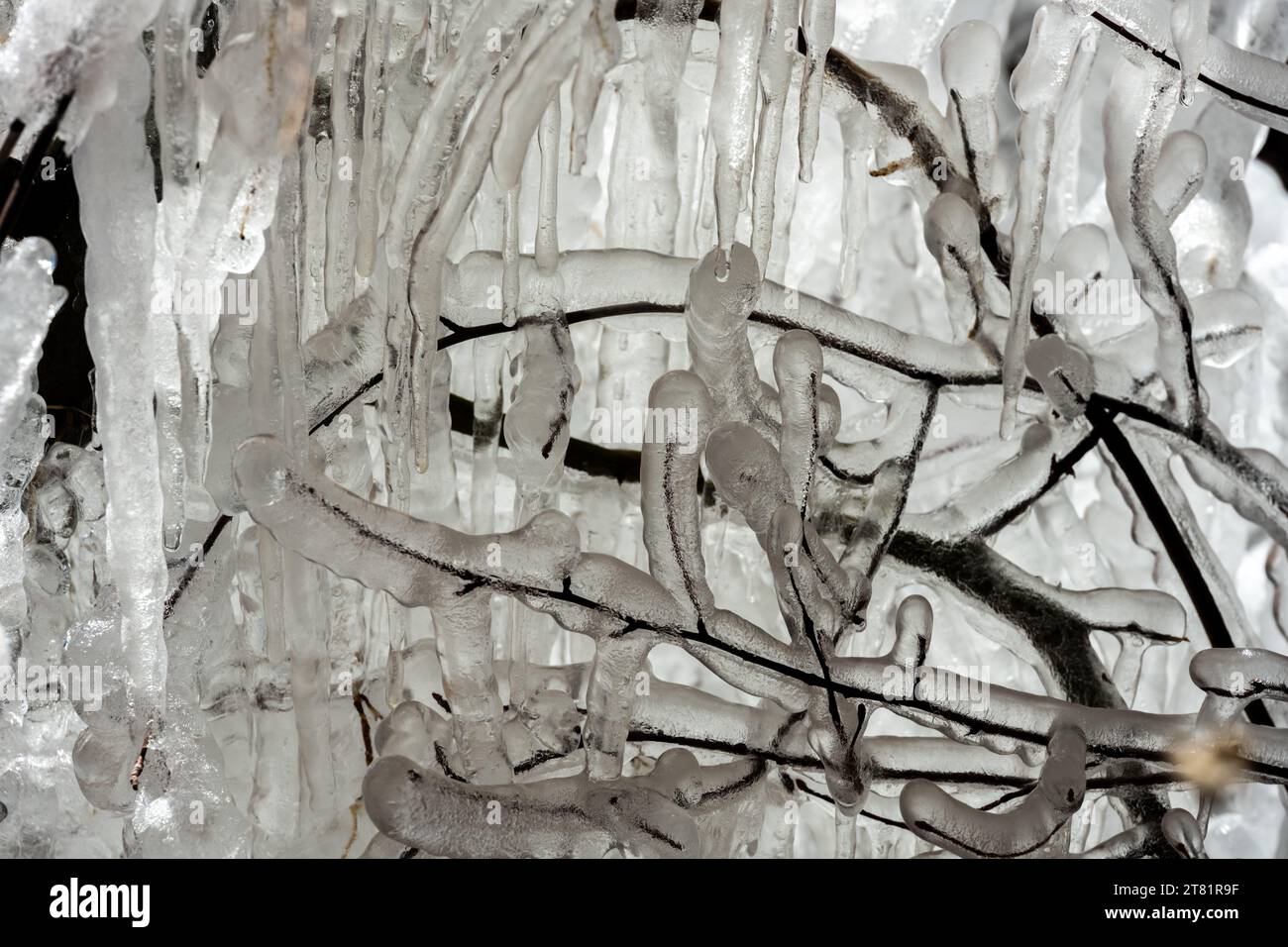 Dripping Spring Slowly Builds Up a Thick Layer Of Ice On The Plants ...