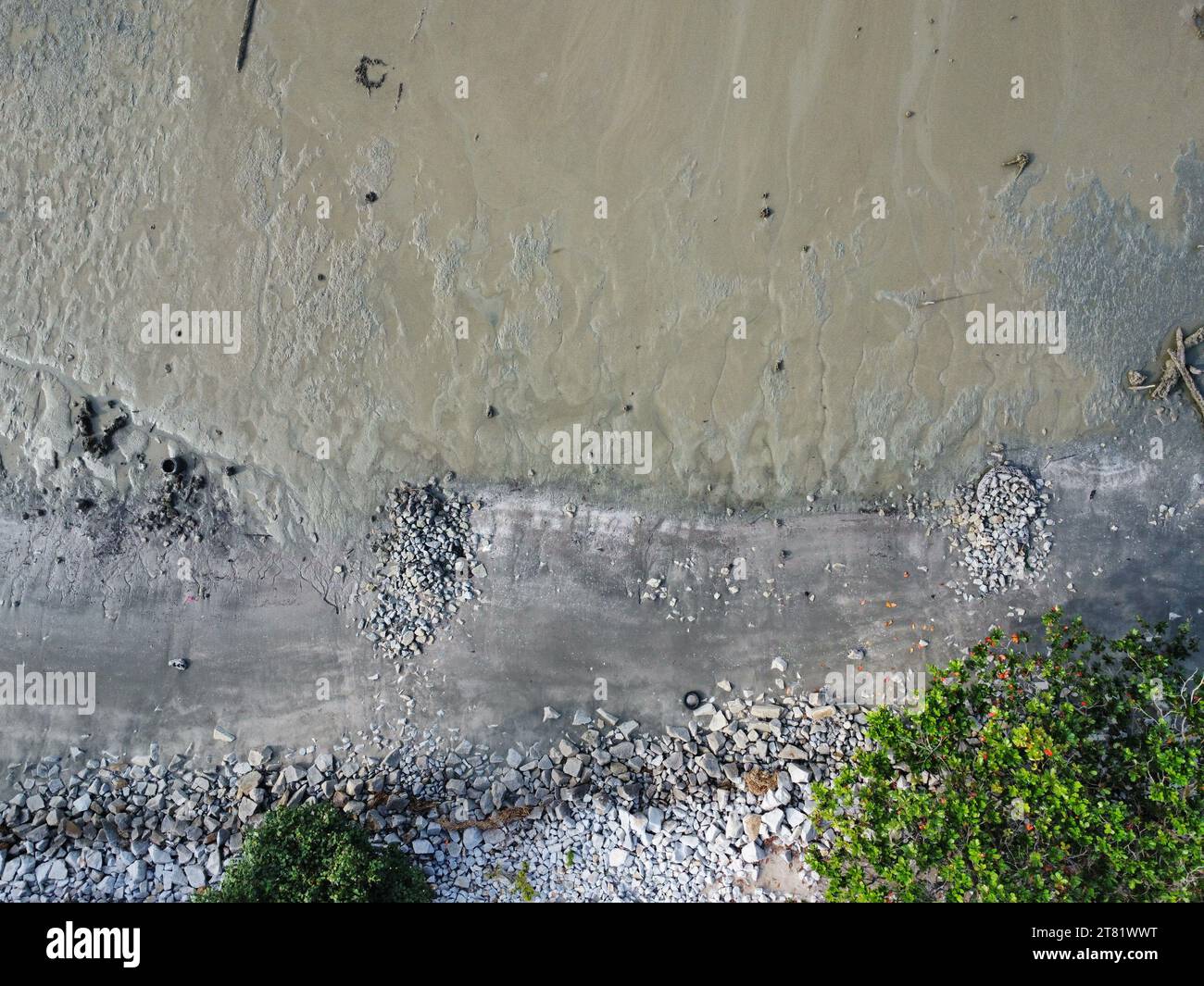 swampy mud beach environment at the low-tide beach Stock Photo - Alamy