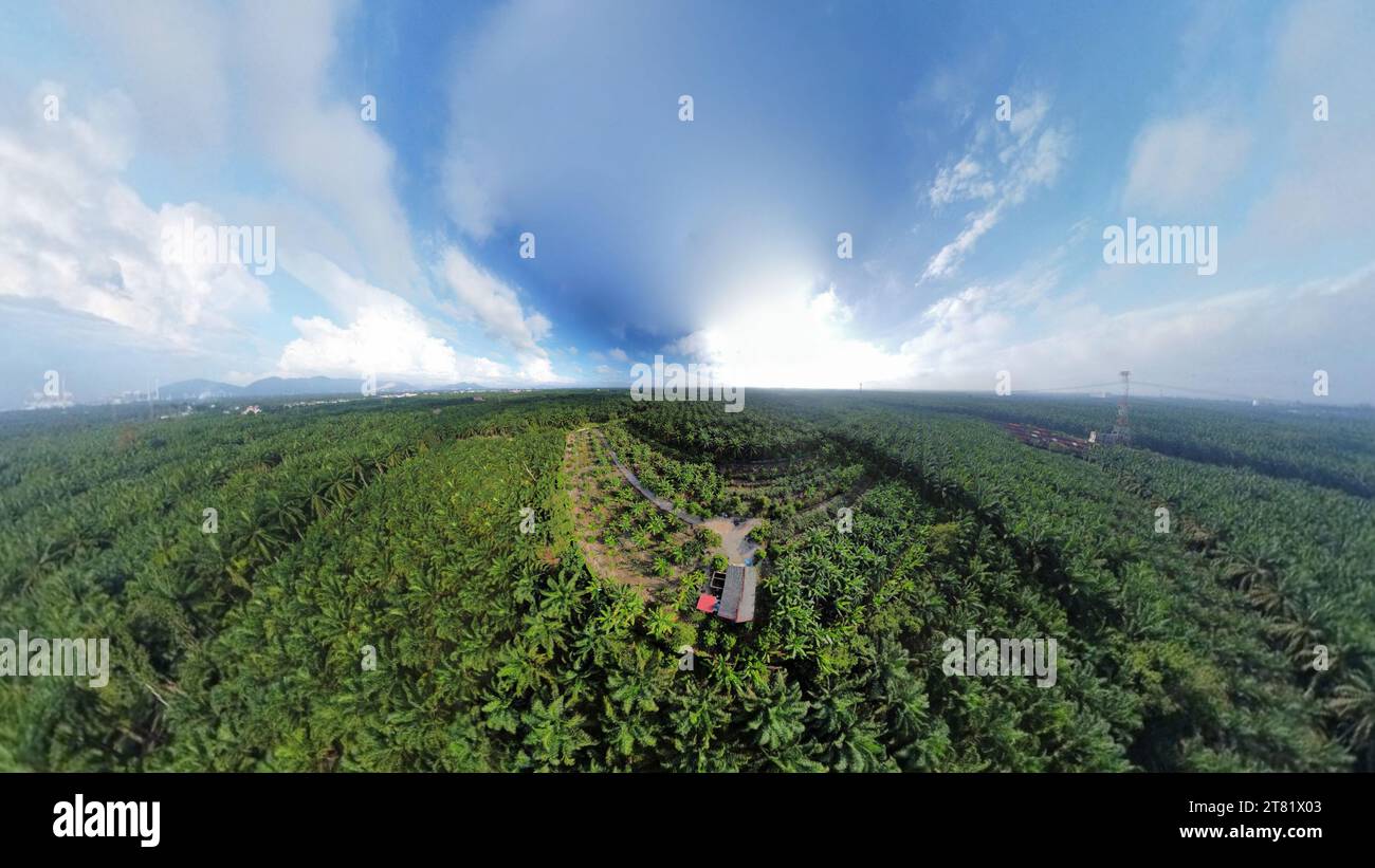 aerial panoramic view on the environment scene around the palm oil ...