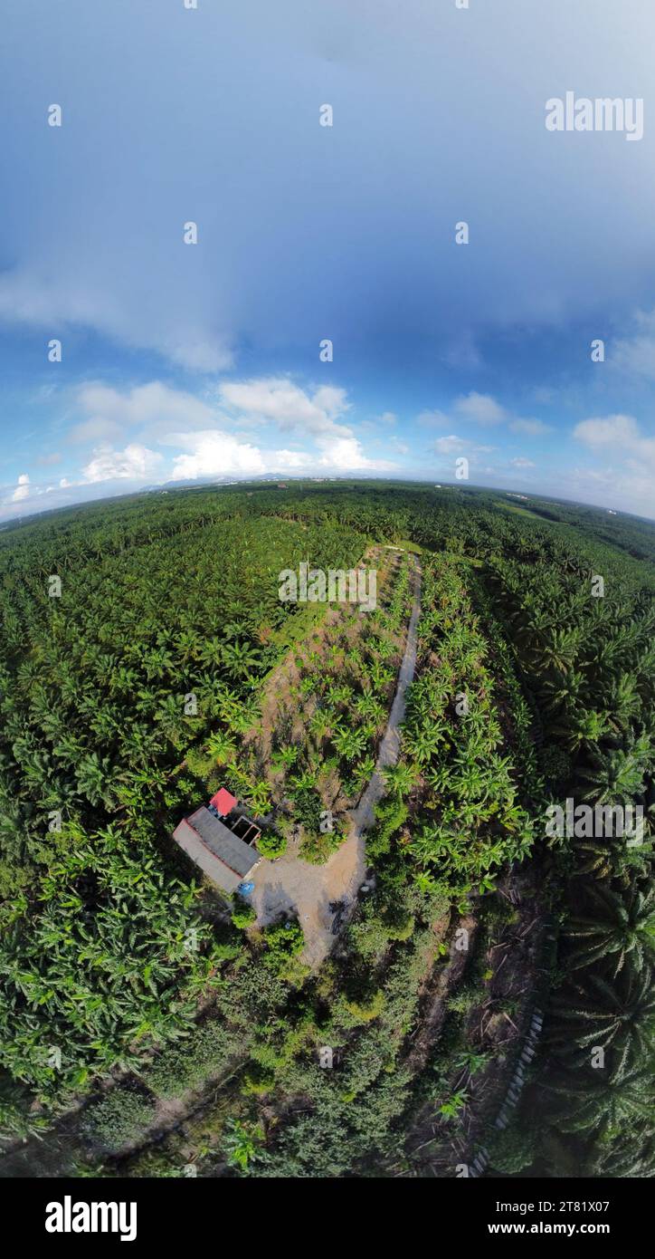 aerial panoramic view on the environment scene around the palm oil ...