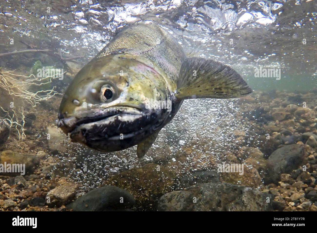Biwa trout prepares to spawn in a river leading to Lake Biwa in Shiga ...