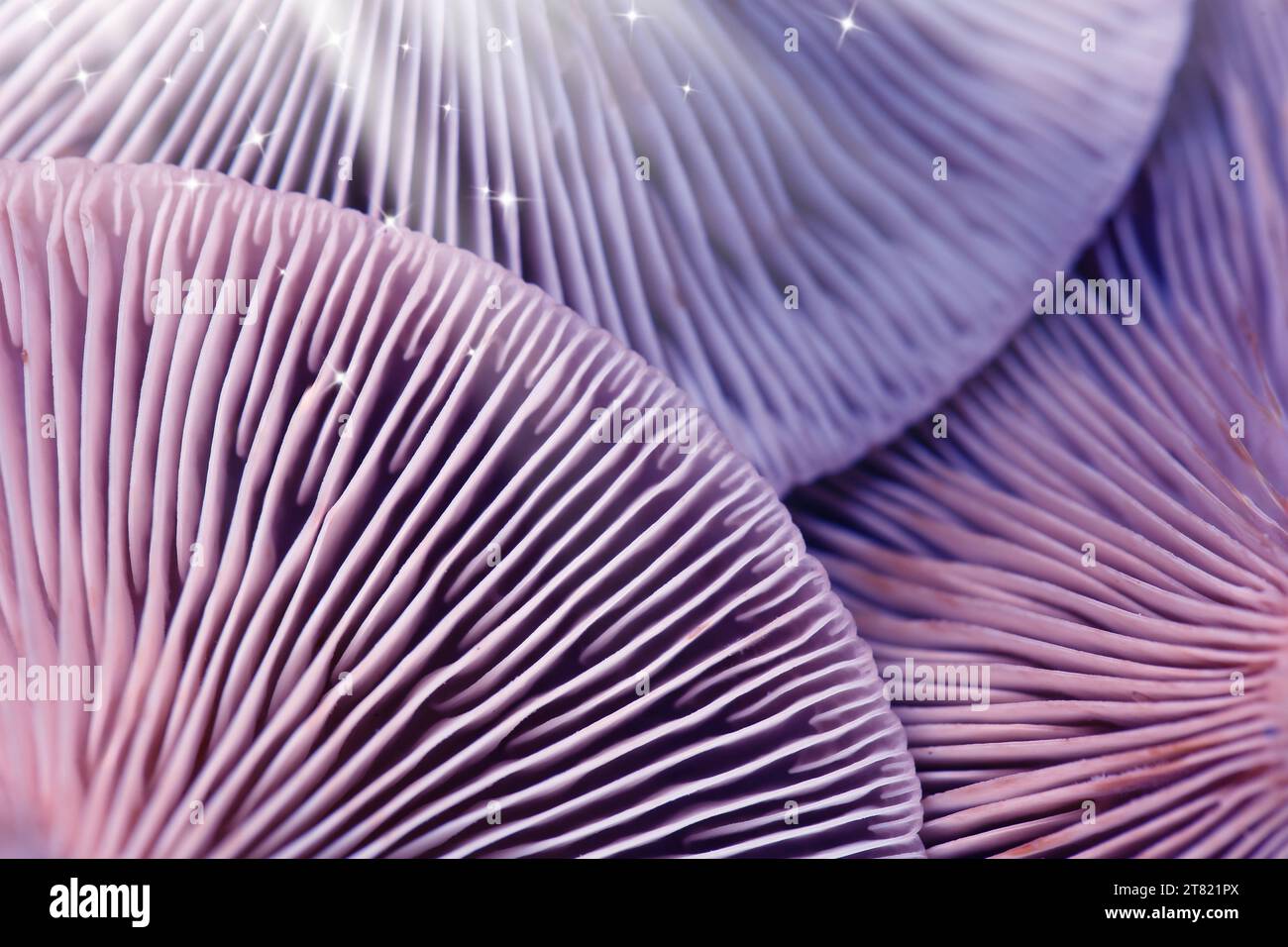 Fresh psilocybin mushrooms, closeup view. Gills of magic mushrooms with ...