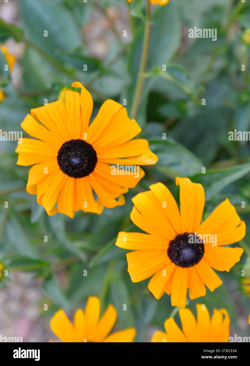 Rudbeckia plants, the Asteraceae yellow and brown flowers. Like many ...