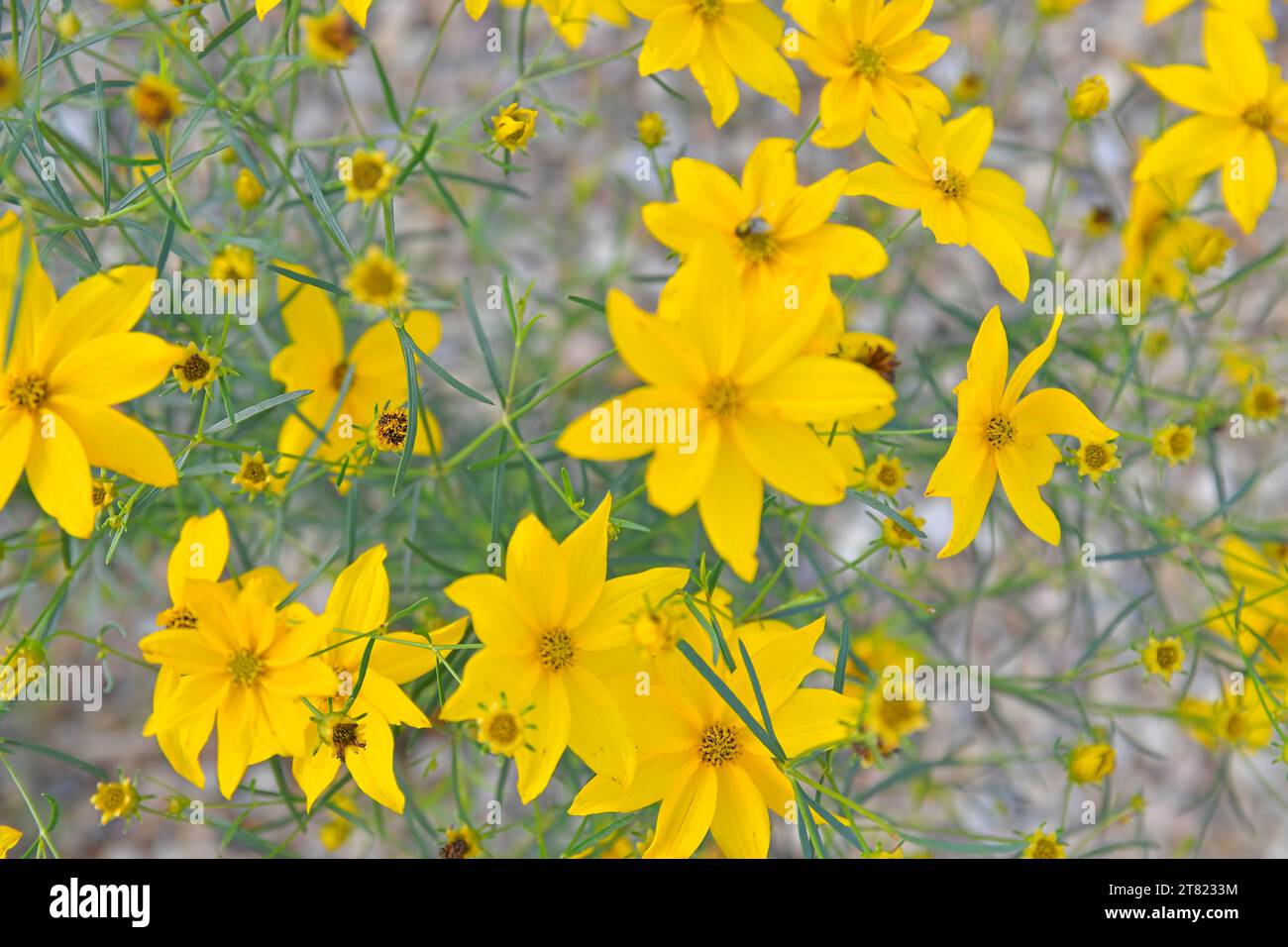 Coreopsis is a genus of flowering plants in the family Asteraceae ...