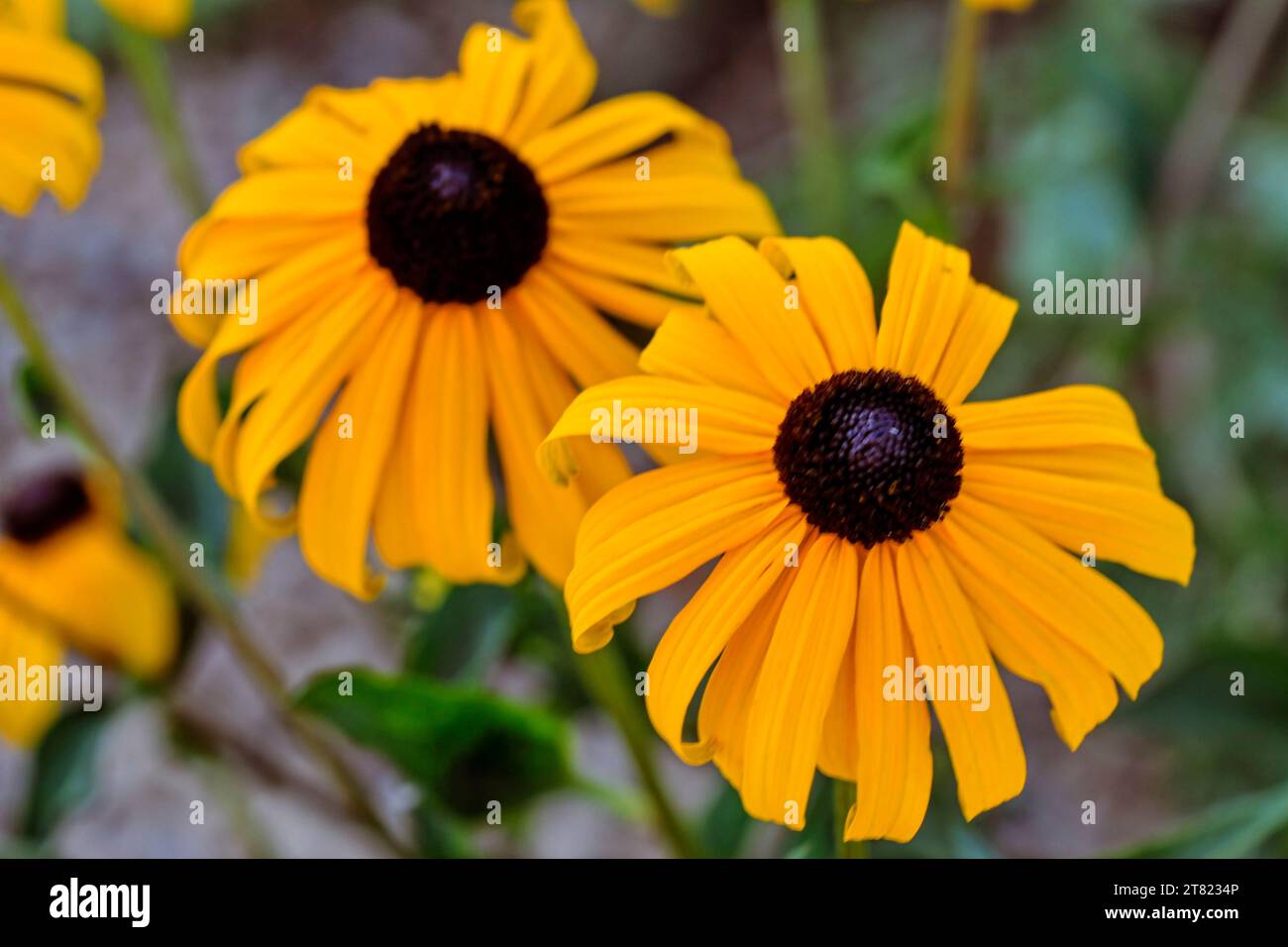Rudbeckia plants, the Asteraceae yellow and brown flowers. Like many ...